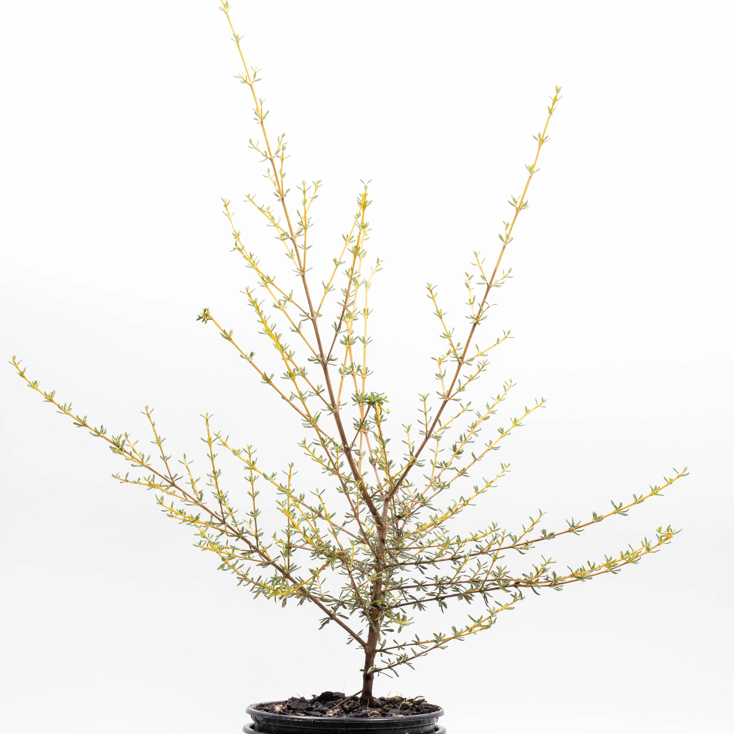 Olearia solandri — Kauri Park