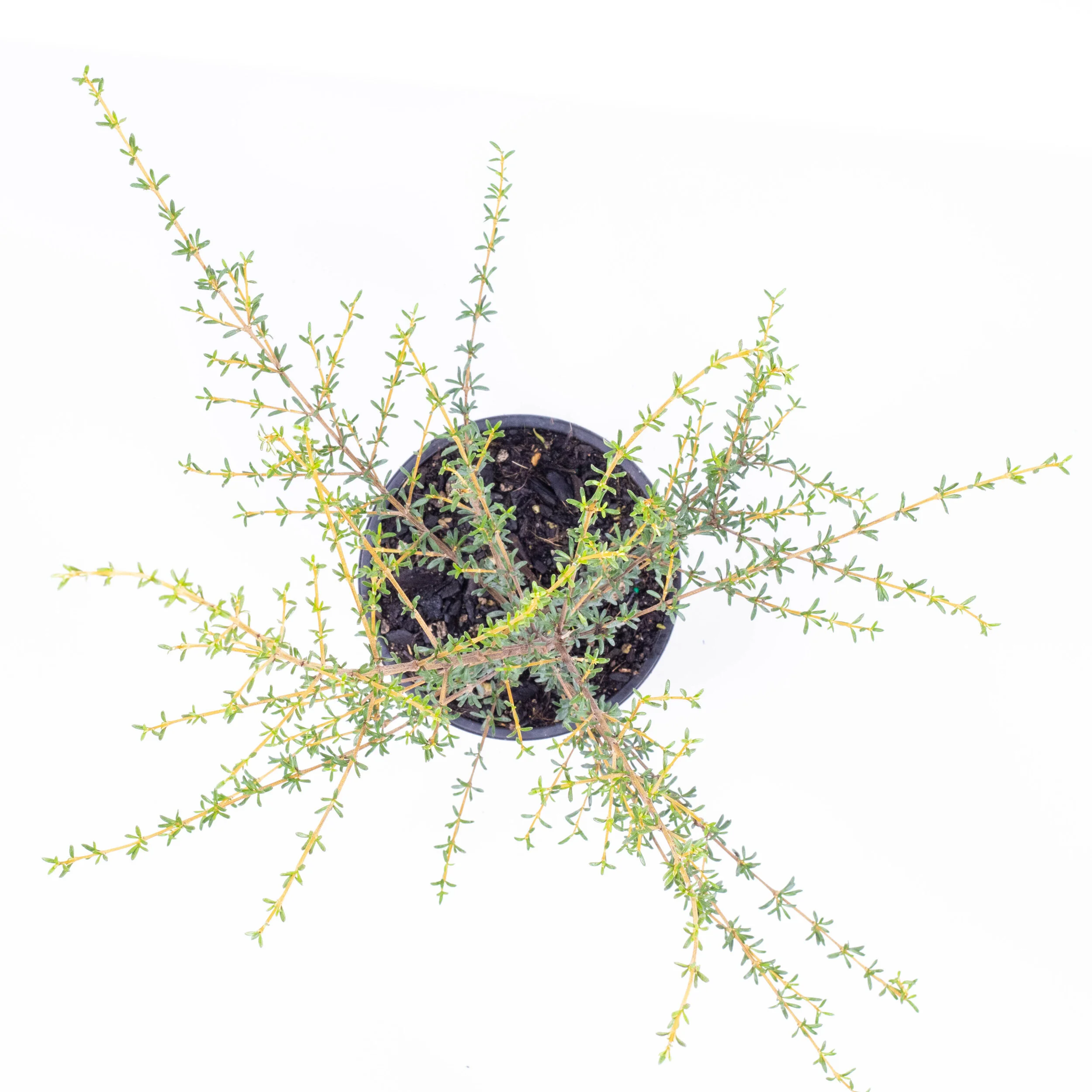 Olearia solandri — Kauri Park