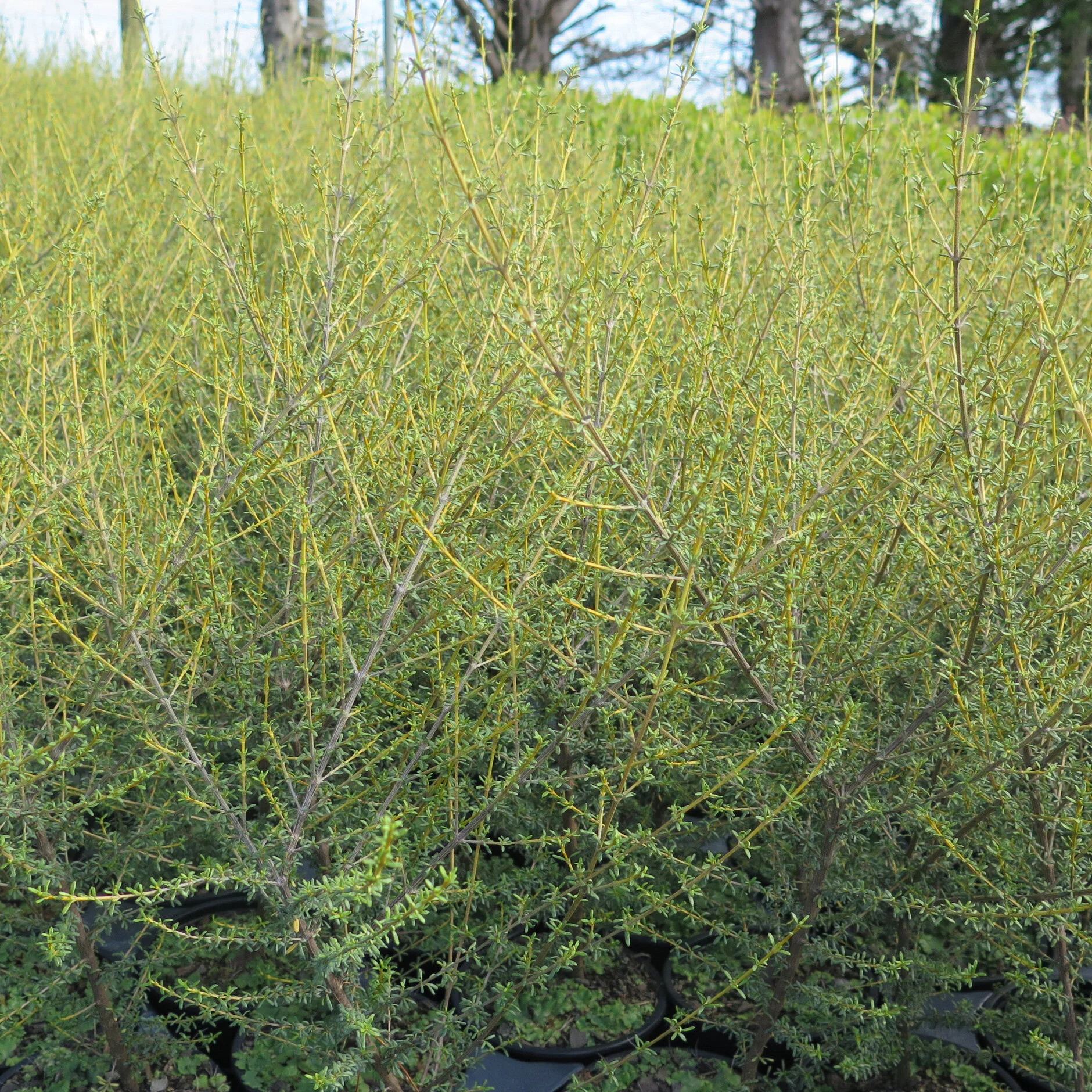 Olearia solandri — Kauri Park
