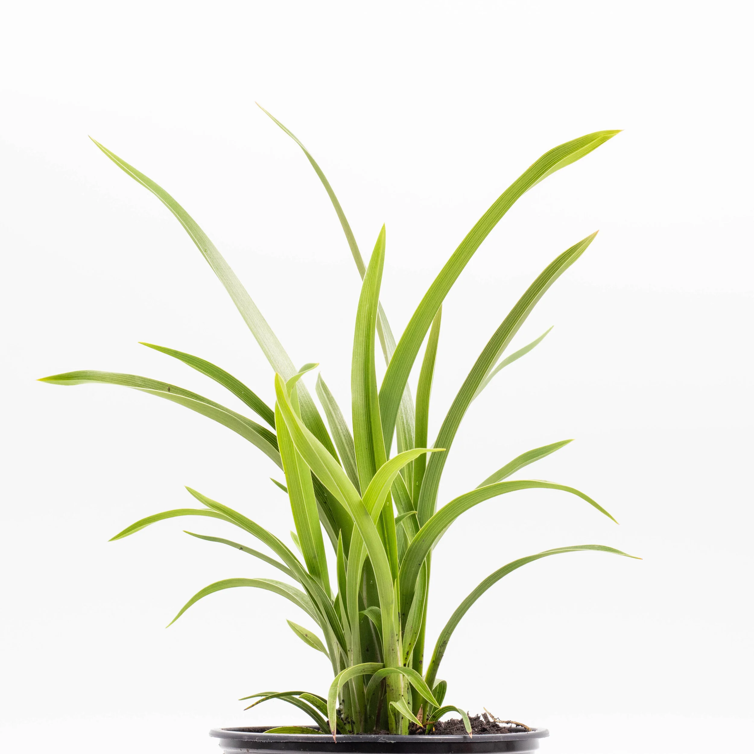 Phormium cookianum — Kauri Park