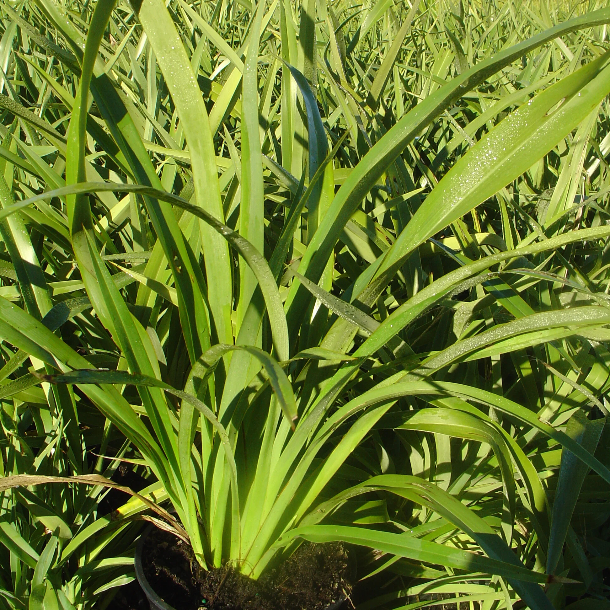 Phormium cookianum — Kauri Park
