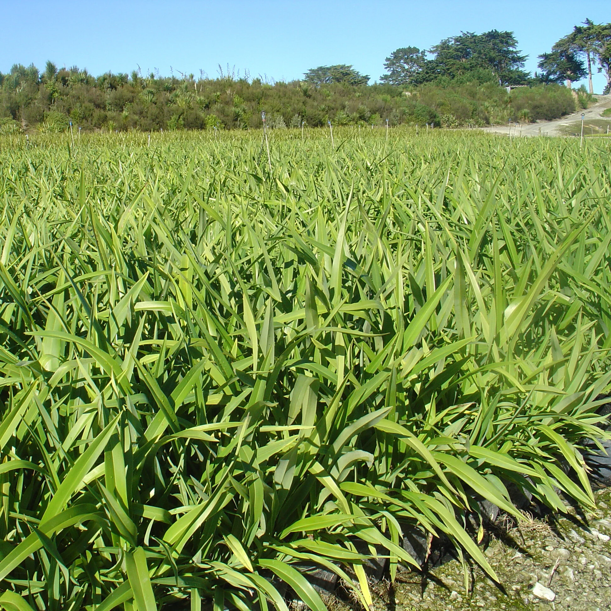 Phormium cookianum — Kauri Park