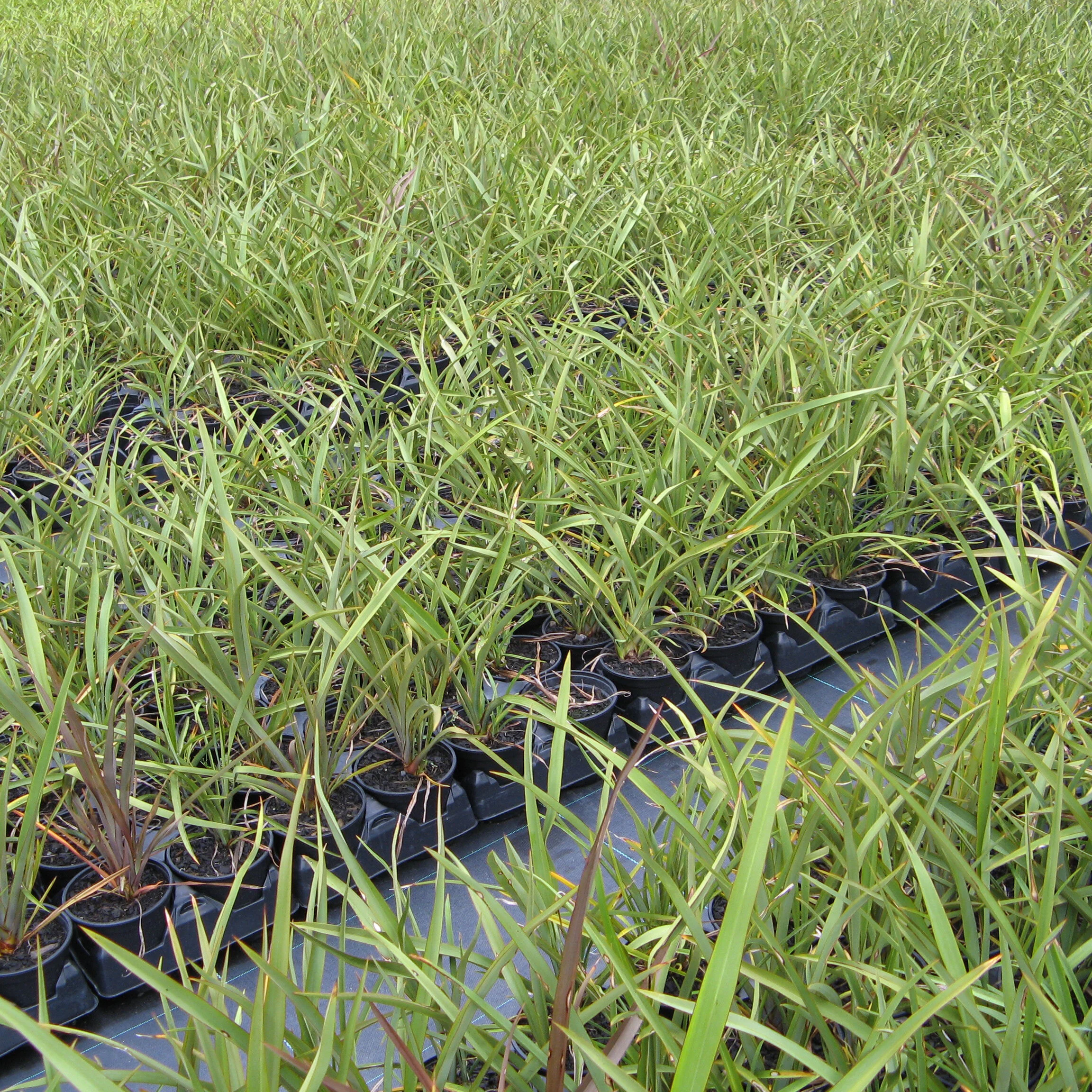 Phormium tenax — Kauri Park