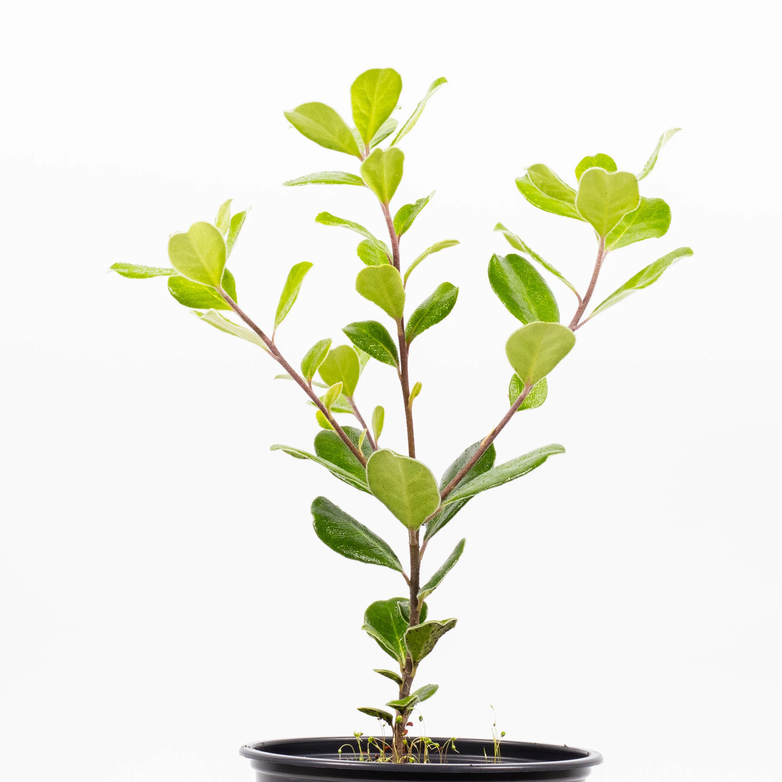 Pittosporum crassifolium — Kauri Park