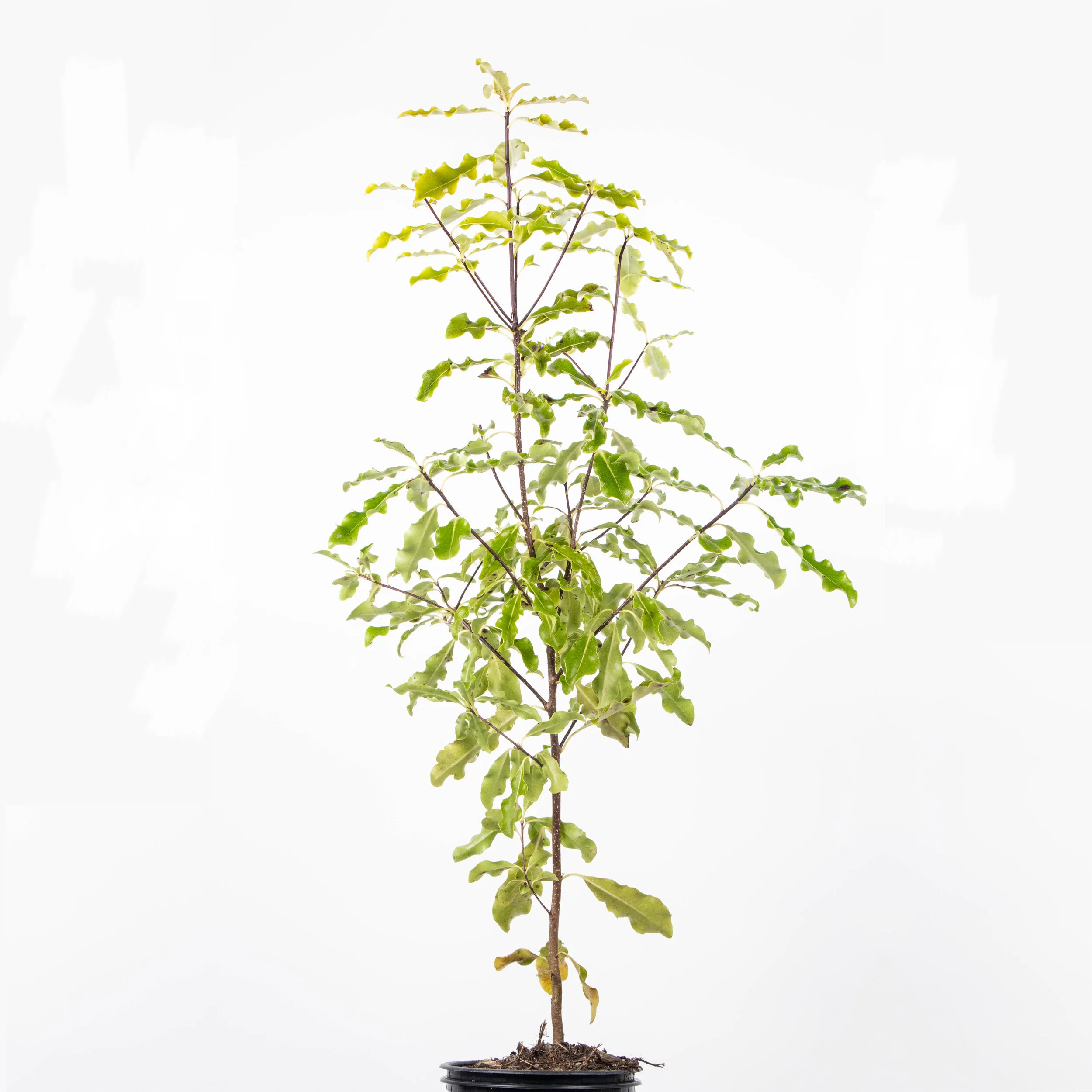 Pittosporum eugenioides — Kauri Park