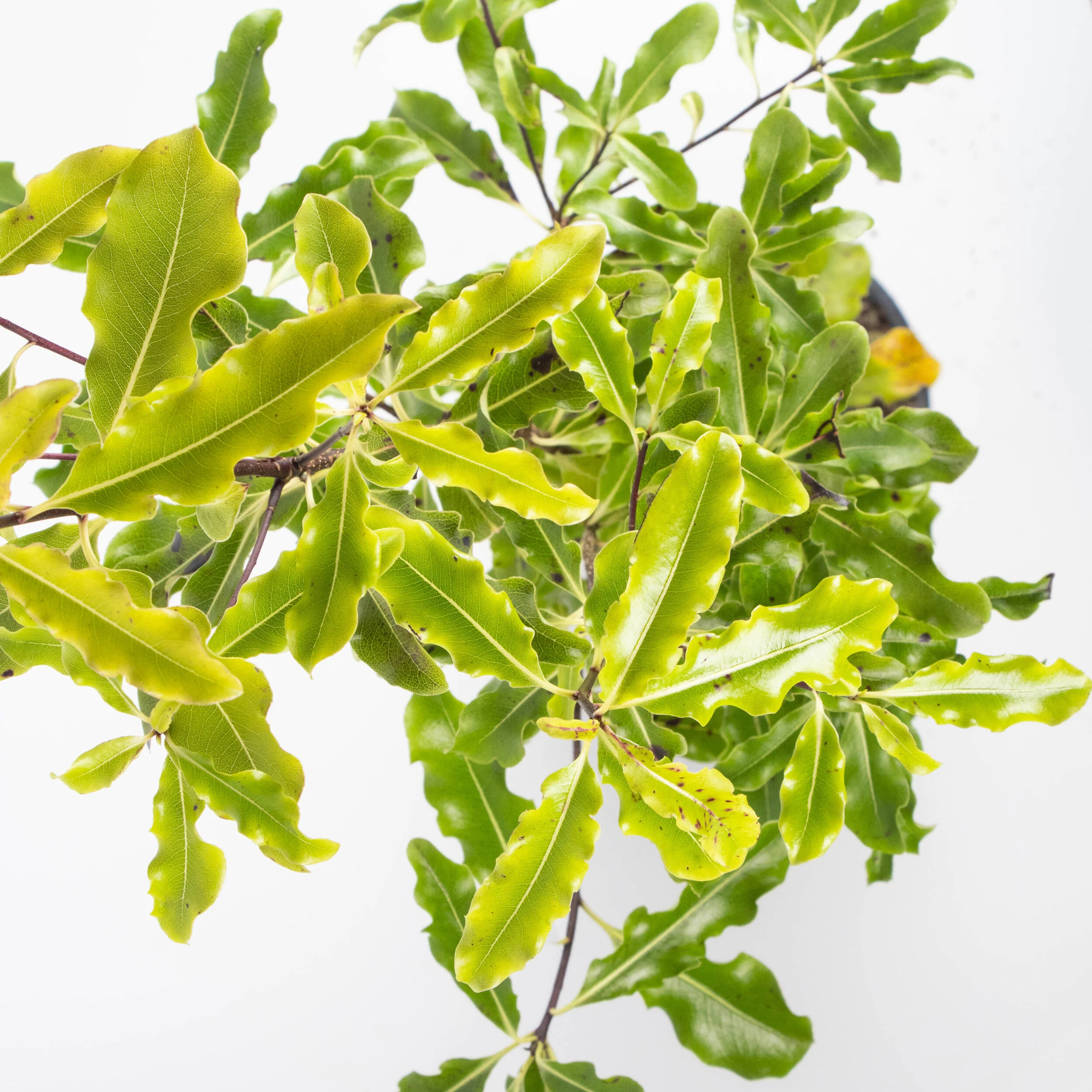 Pittosporum eugenioides — Kauri Park