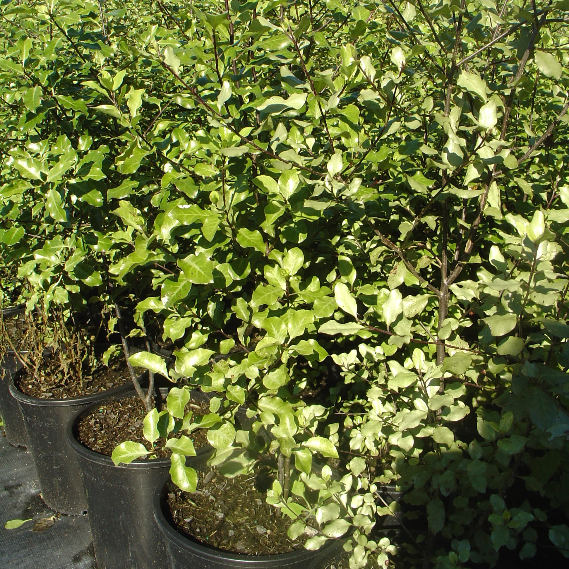 Pittosporum tenuifolium — Kauri Park
