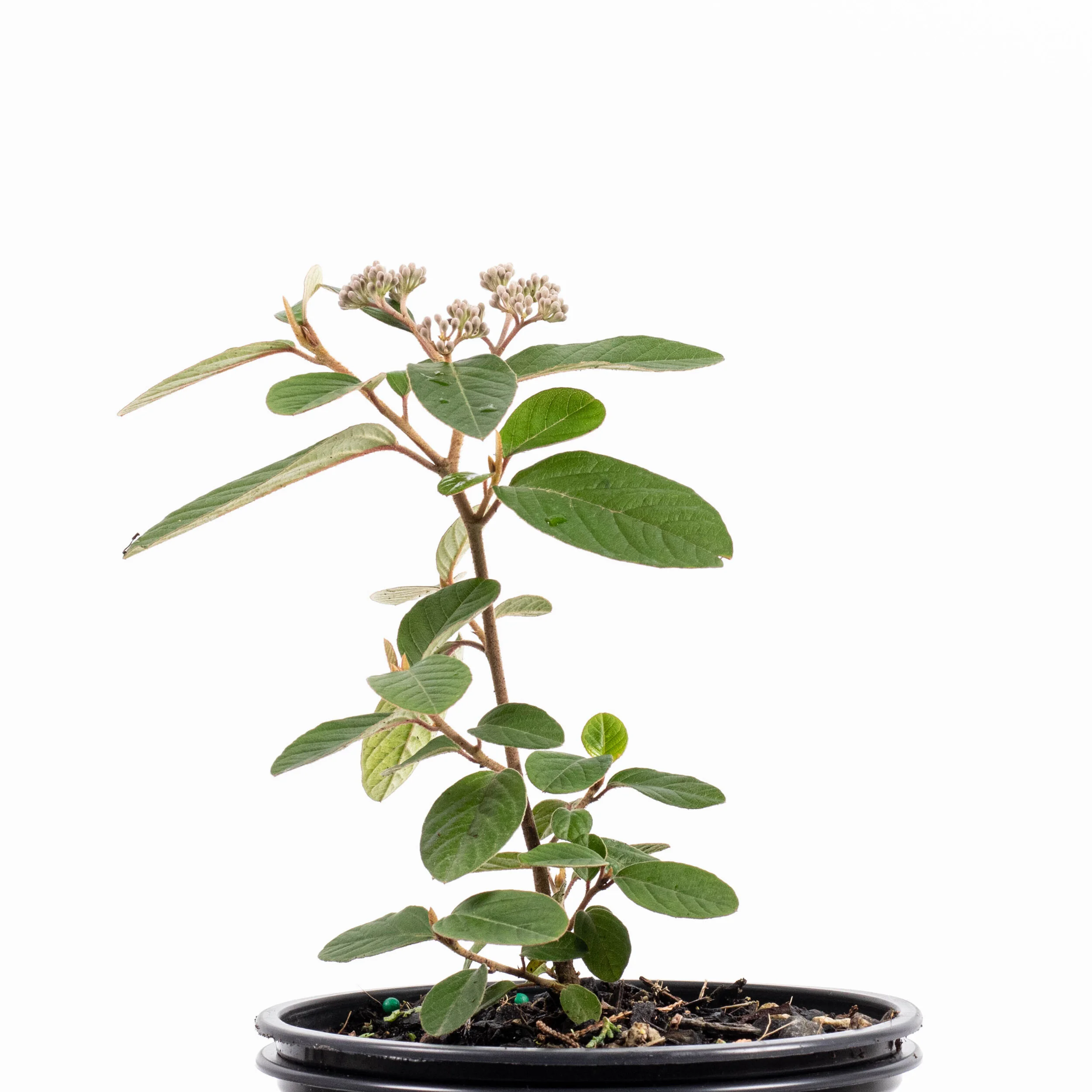 Pomaderris kumeraho — Kauri Park
