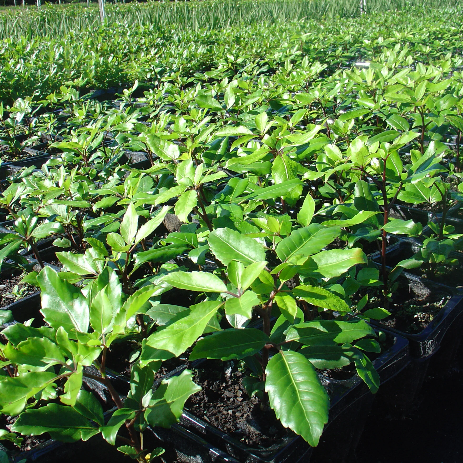 Pseudopanax arboreus — Kauri Park