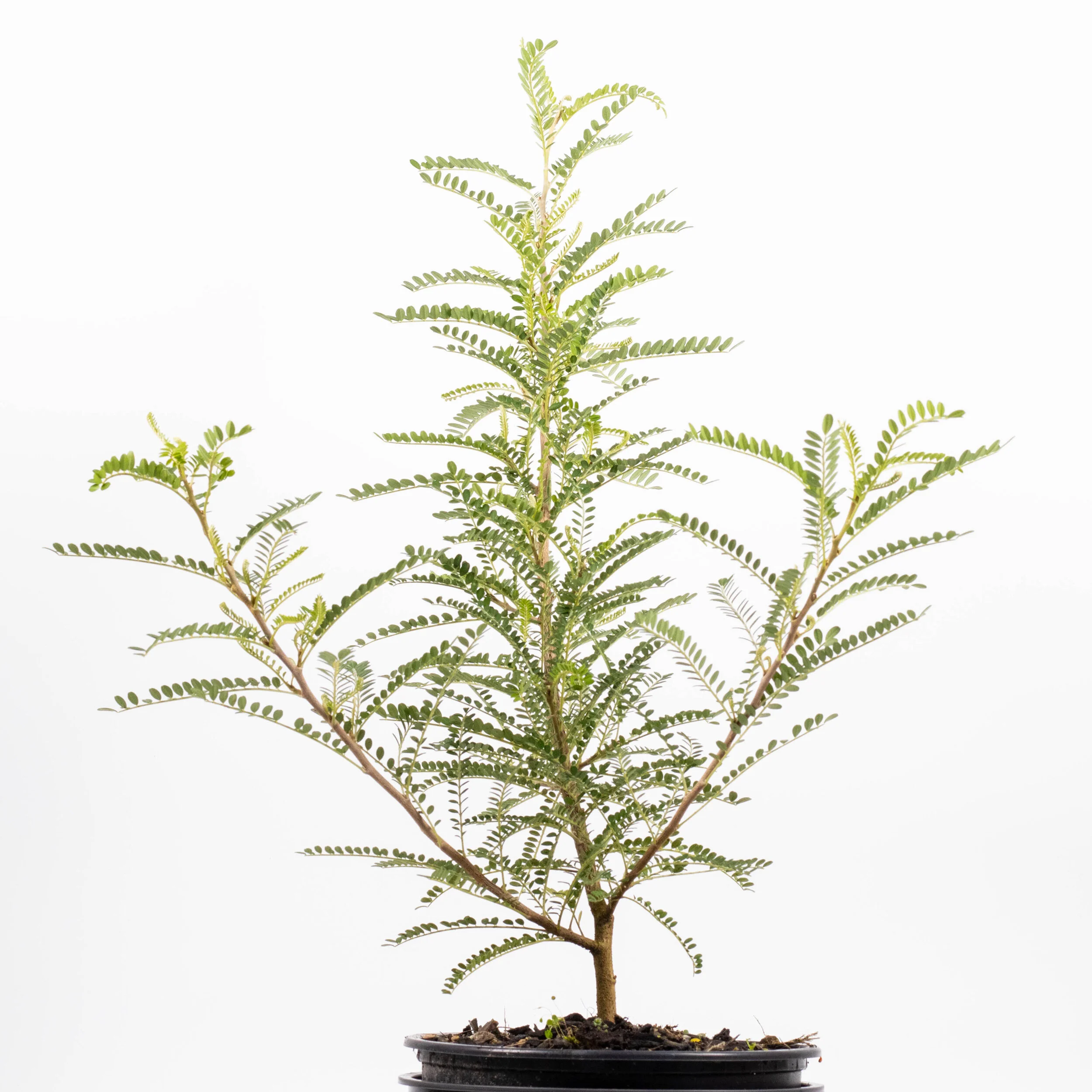 Sophora Dragons Gold — Kauri Park