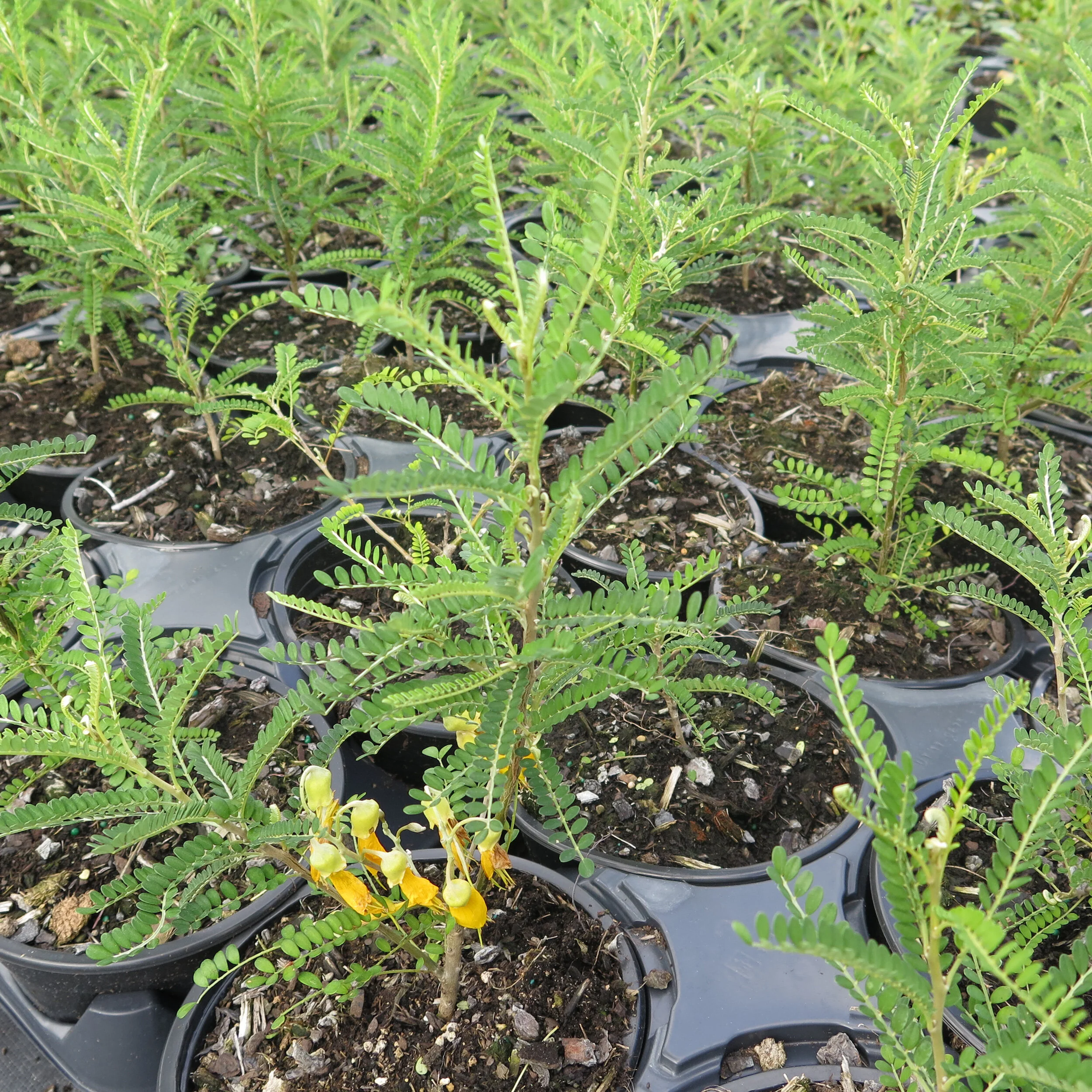 Sophora Dragons Gold — Kauri Park