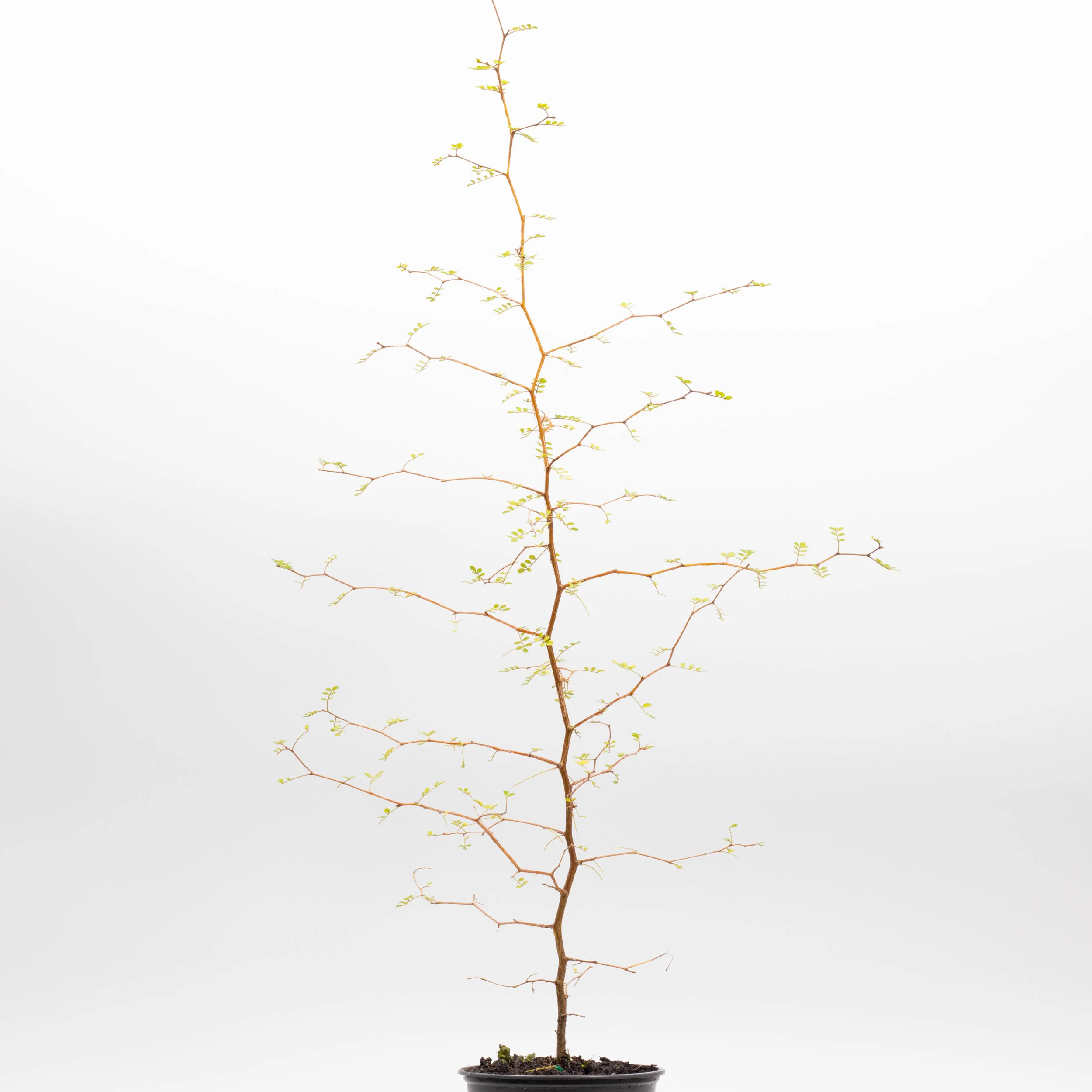 Sophora microphylla — Kauri Park