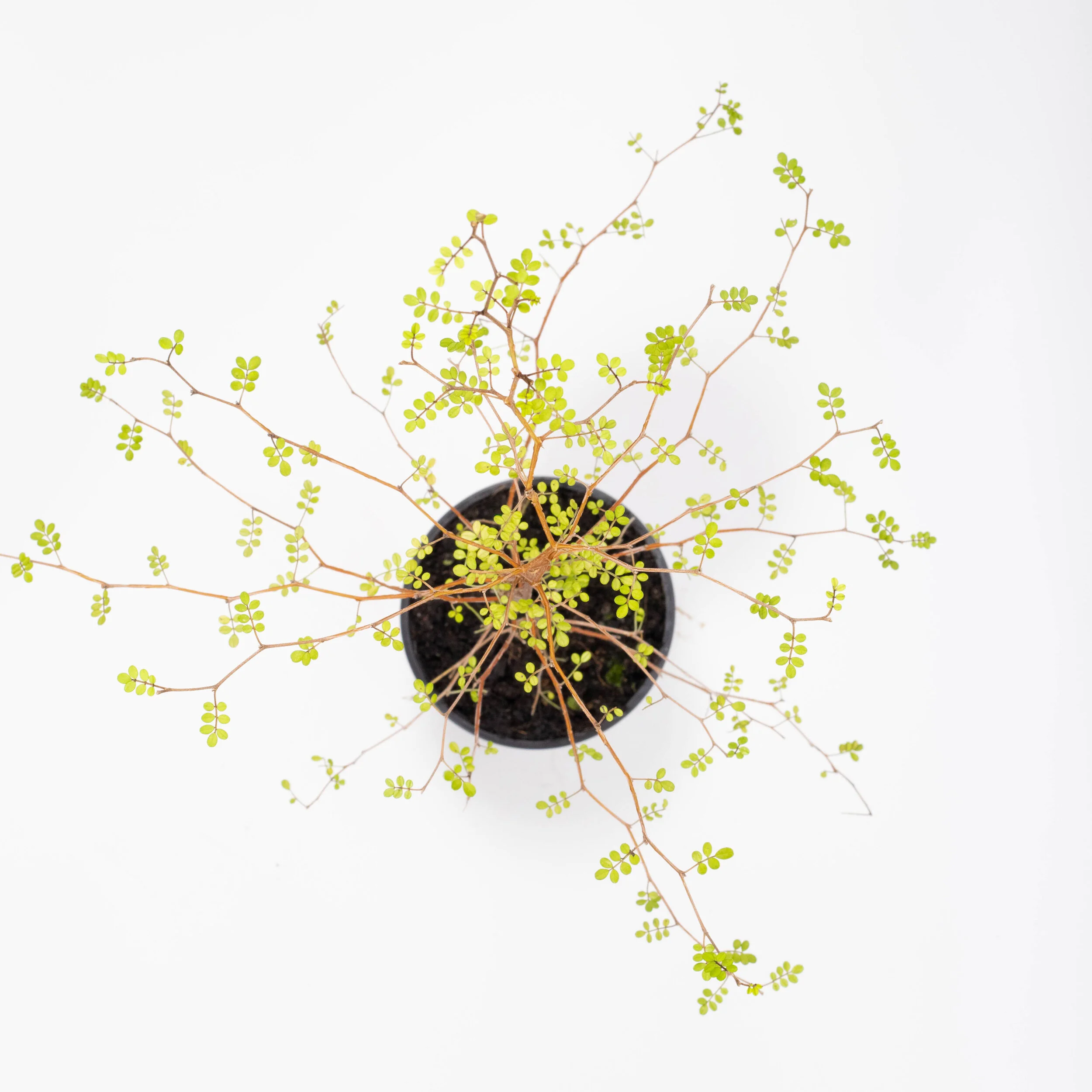 Sophora microphylla — Kauri Park