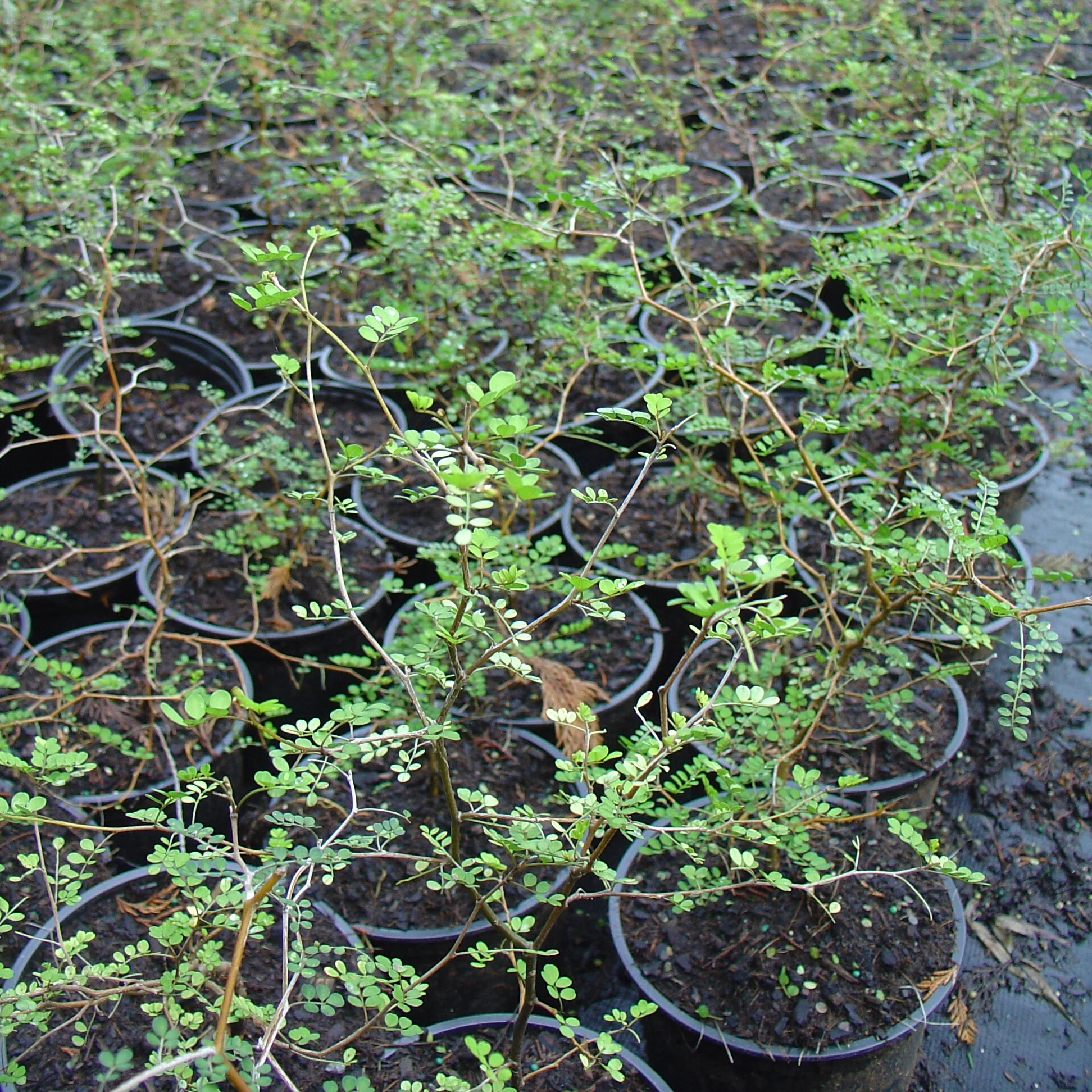Sophora microphylla — Kauri Park