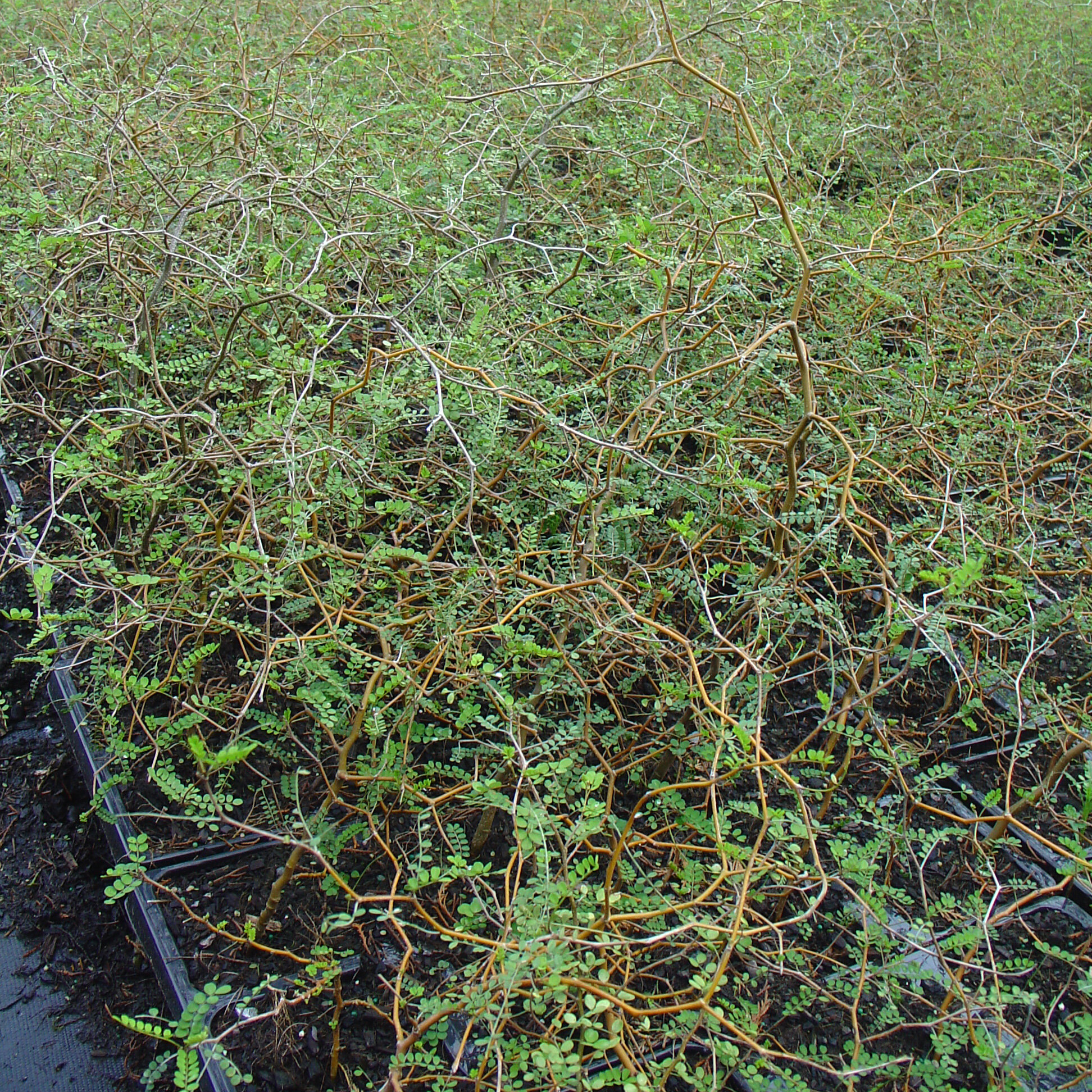 Sophora microphylla — Kauri Park
