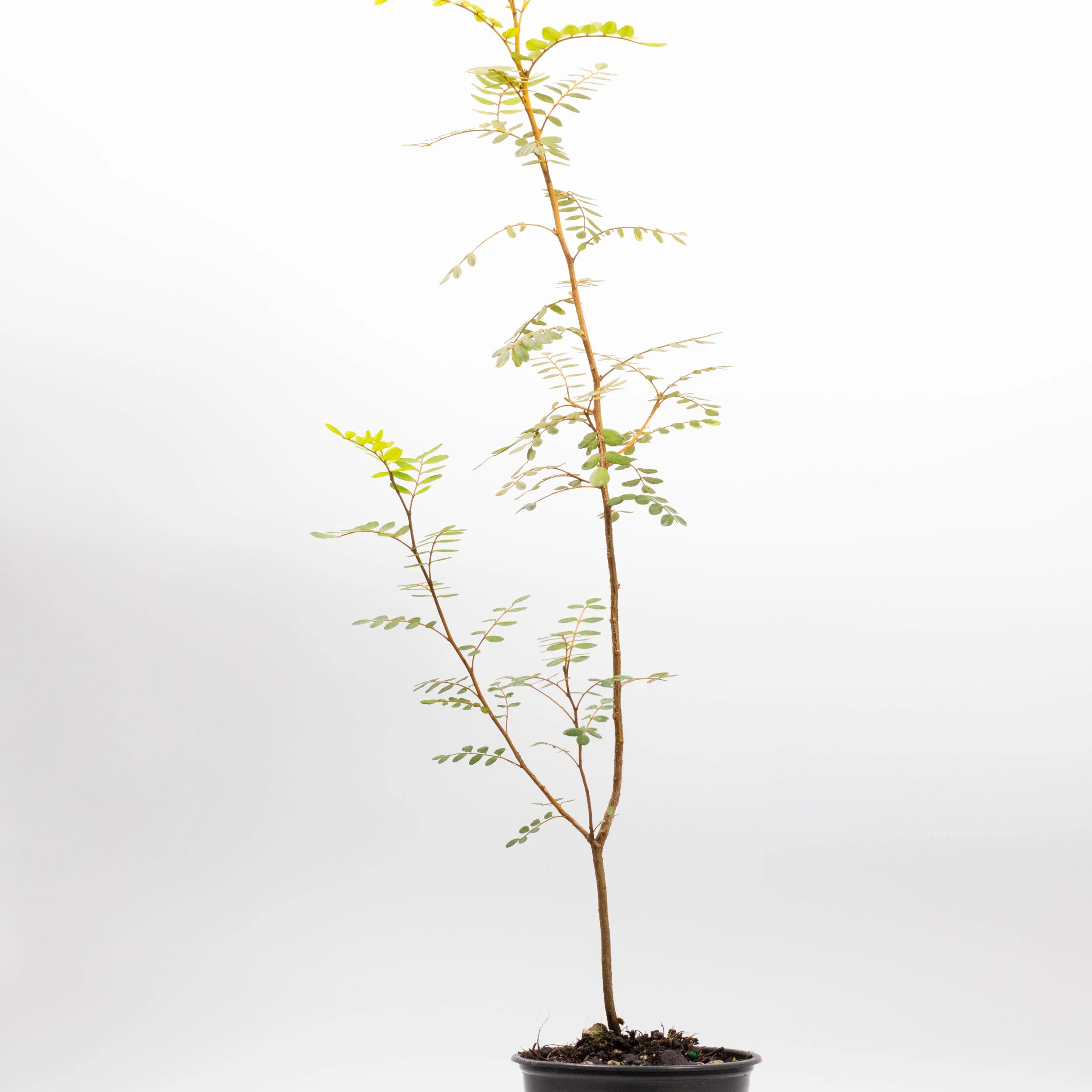 Sophora tetraptera — Kauri Park