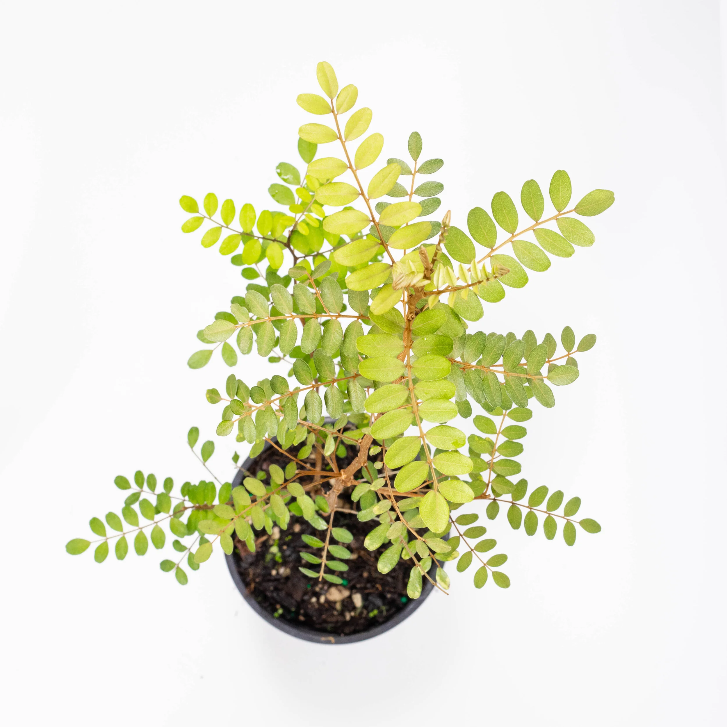 Sophora tetraptera — Kauri Park