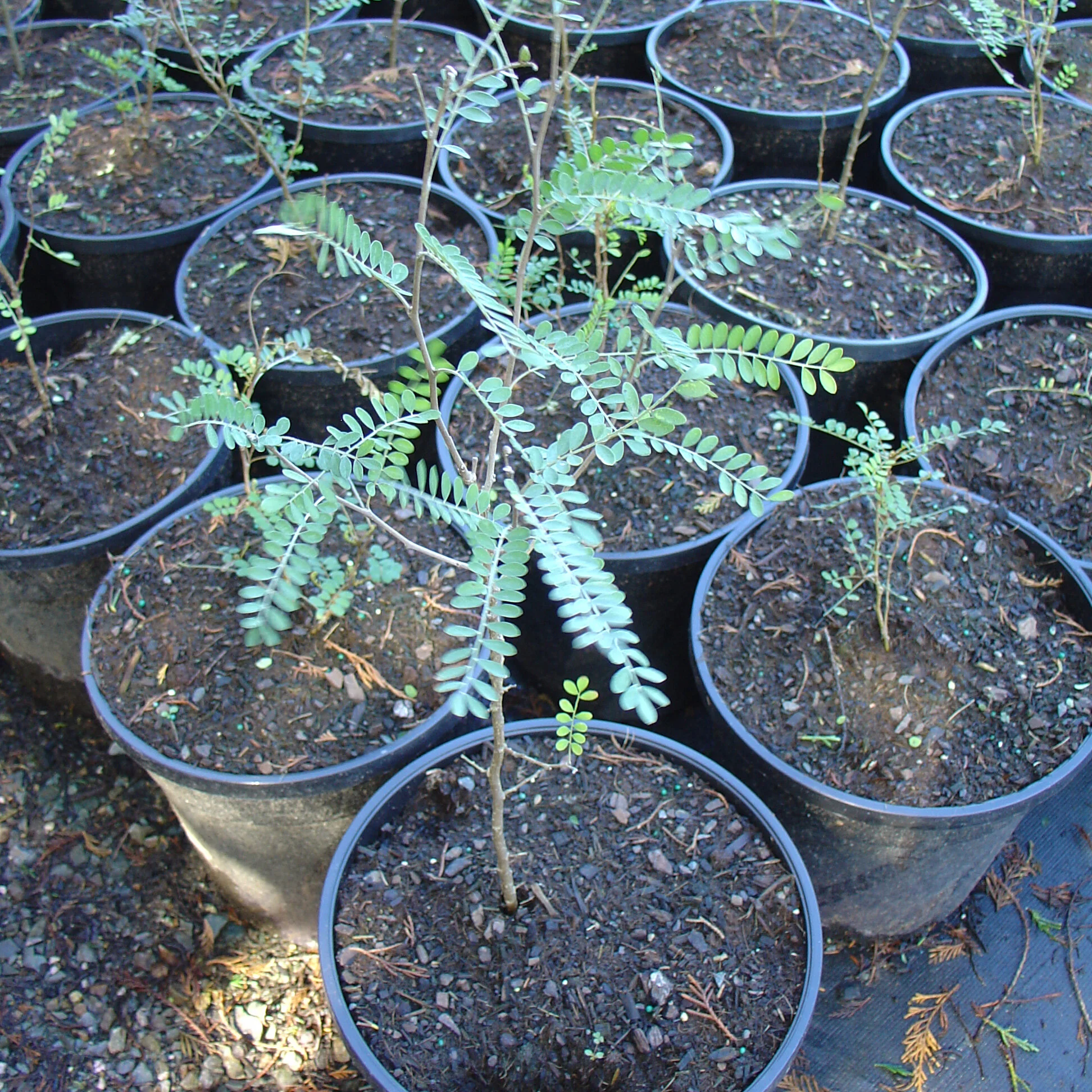 Sophora tetraptera — Kauri Park