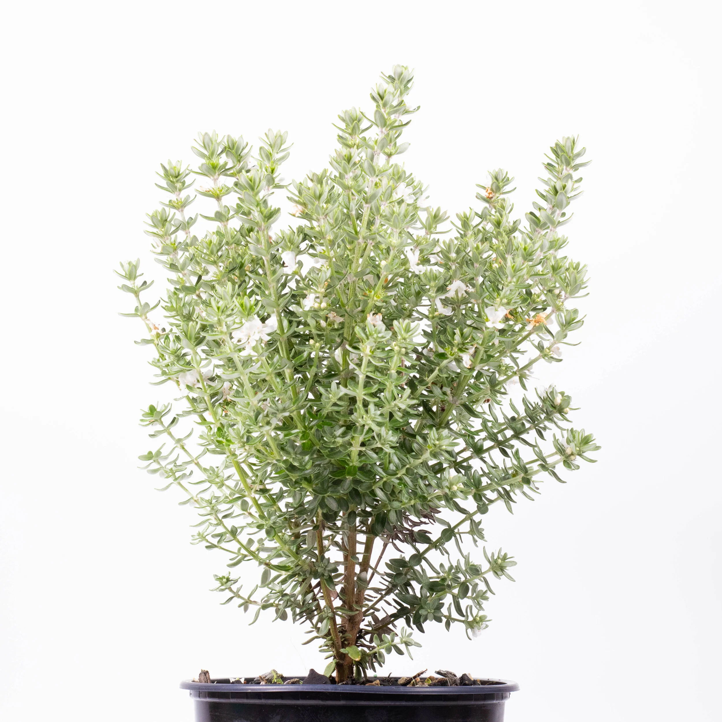 Hebe albicans — Kauri Park