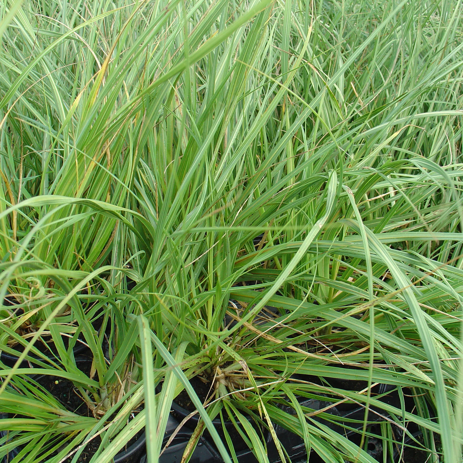 Austroderia splendens — Kauri Park