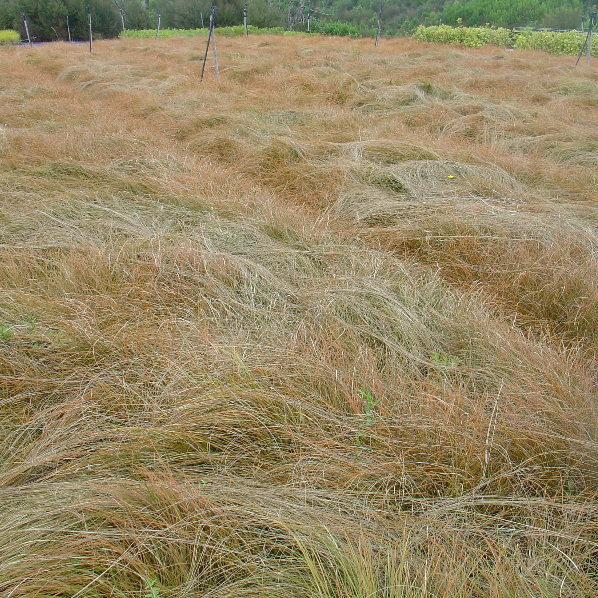 Carex testacea — Kauri Park