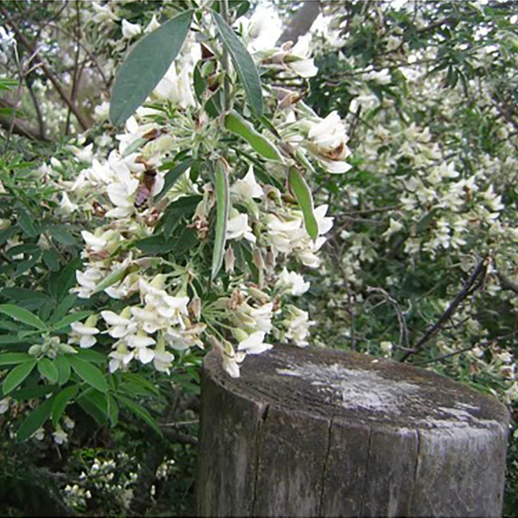 Chamaecytisus palmensis — Kauri Park