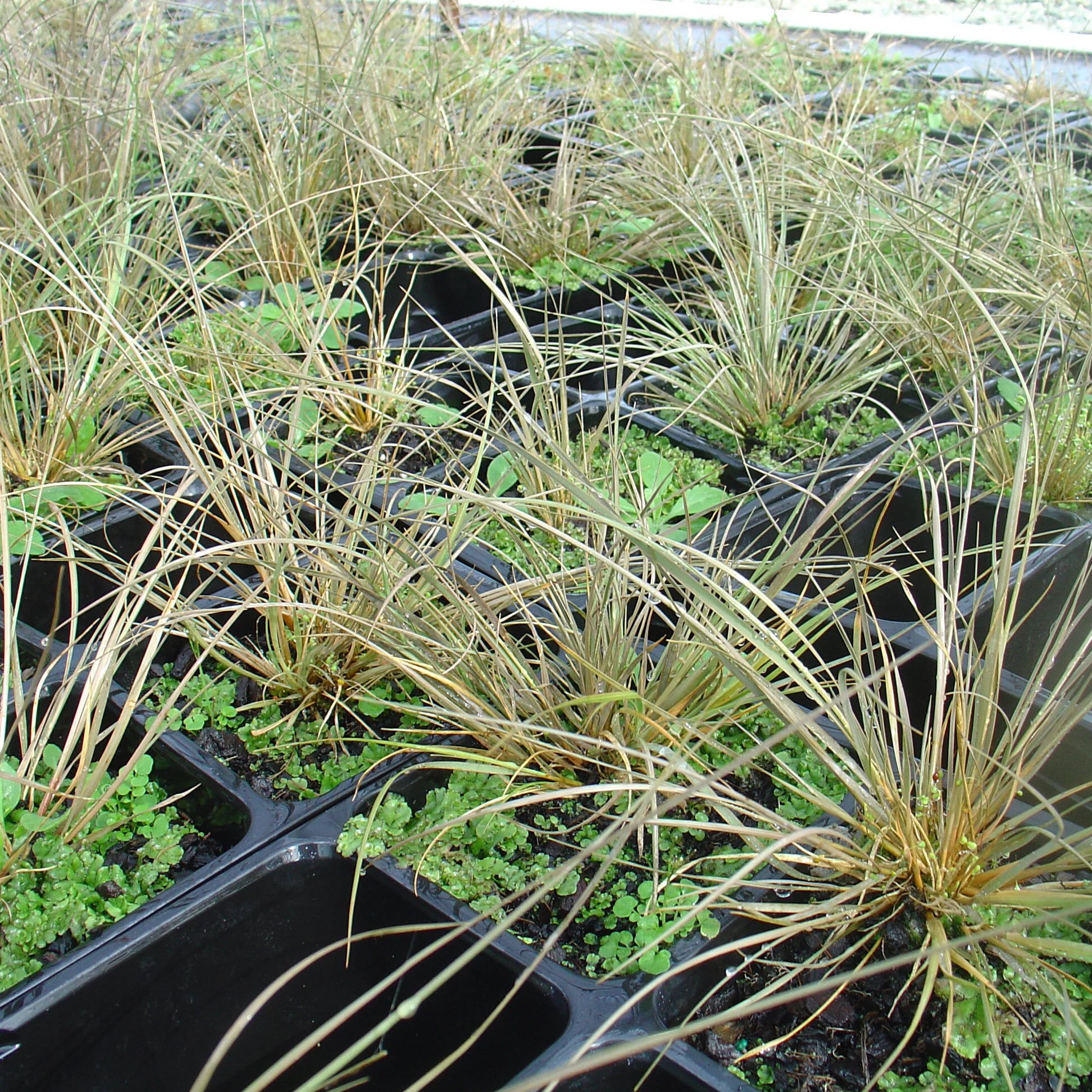 Chionochloa rubra — Kauri Park