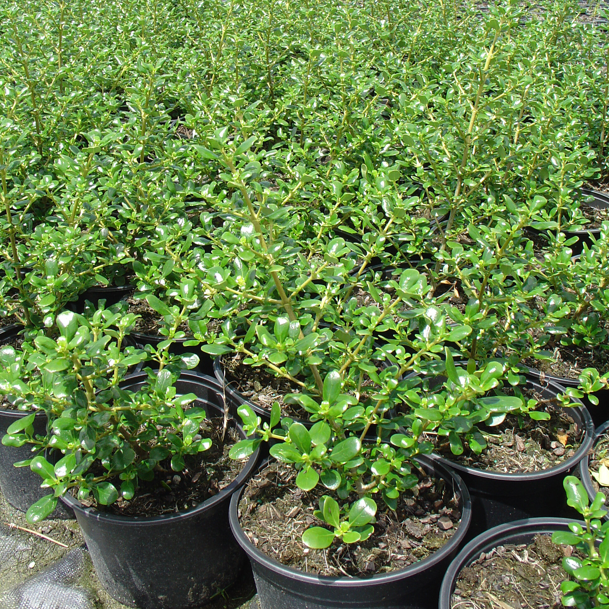 Coprosma Middlemore — Kauri Park