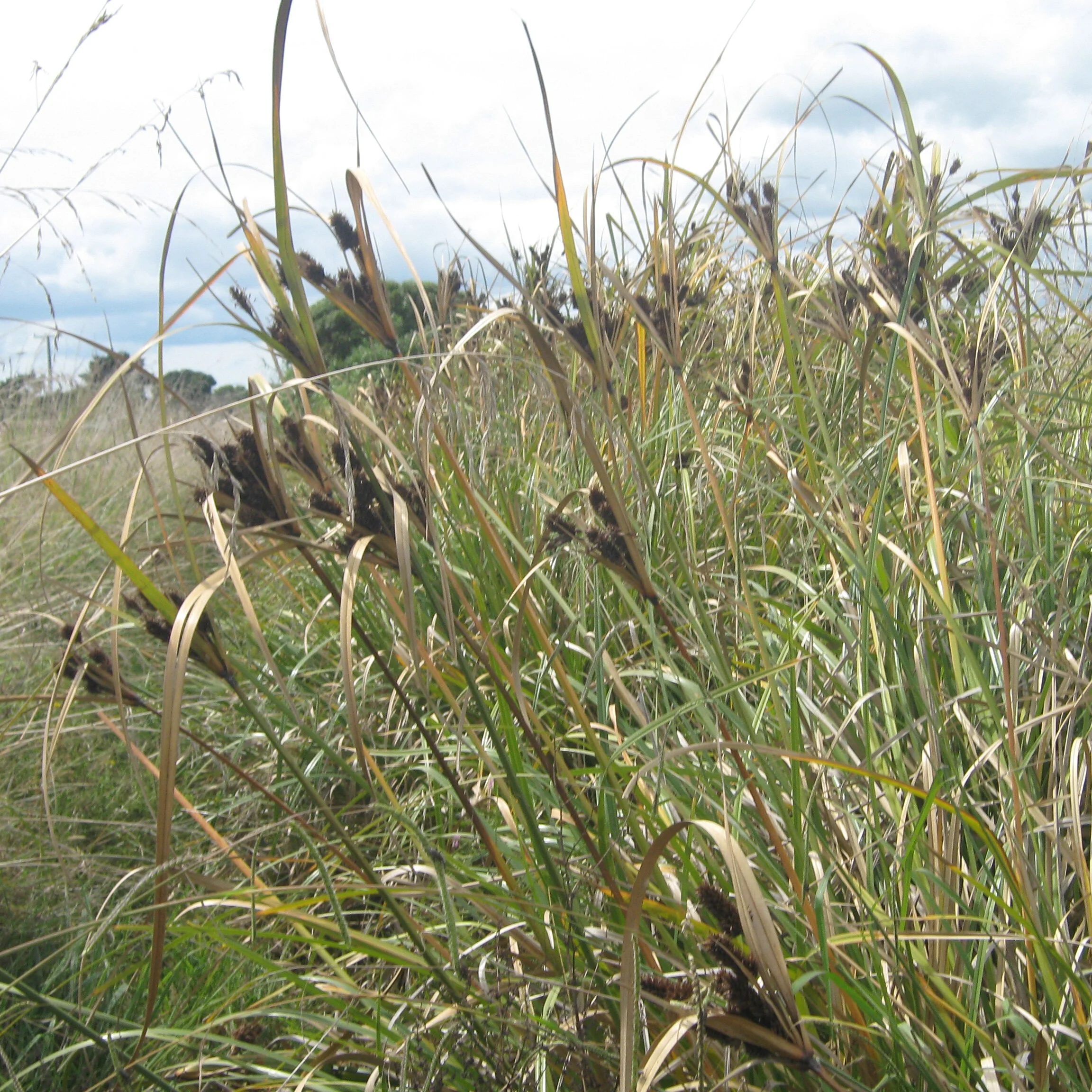 Cyperus ustulatus — Kauri Park