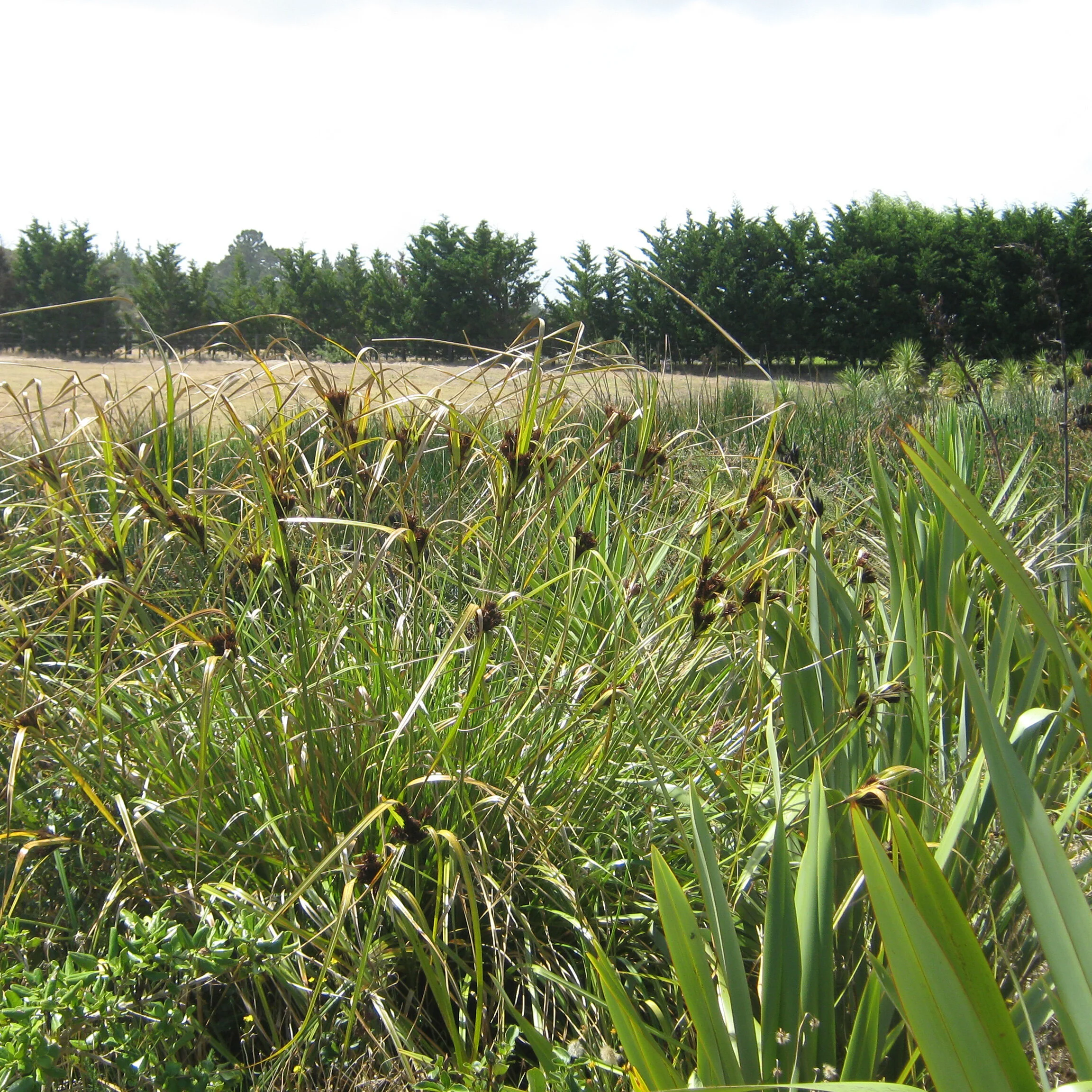 Cyperus ustulatus — Kauri Park