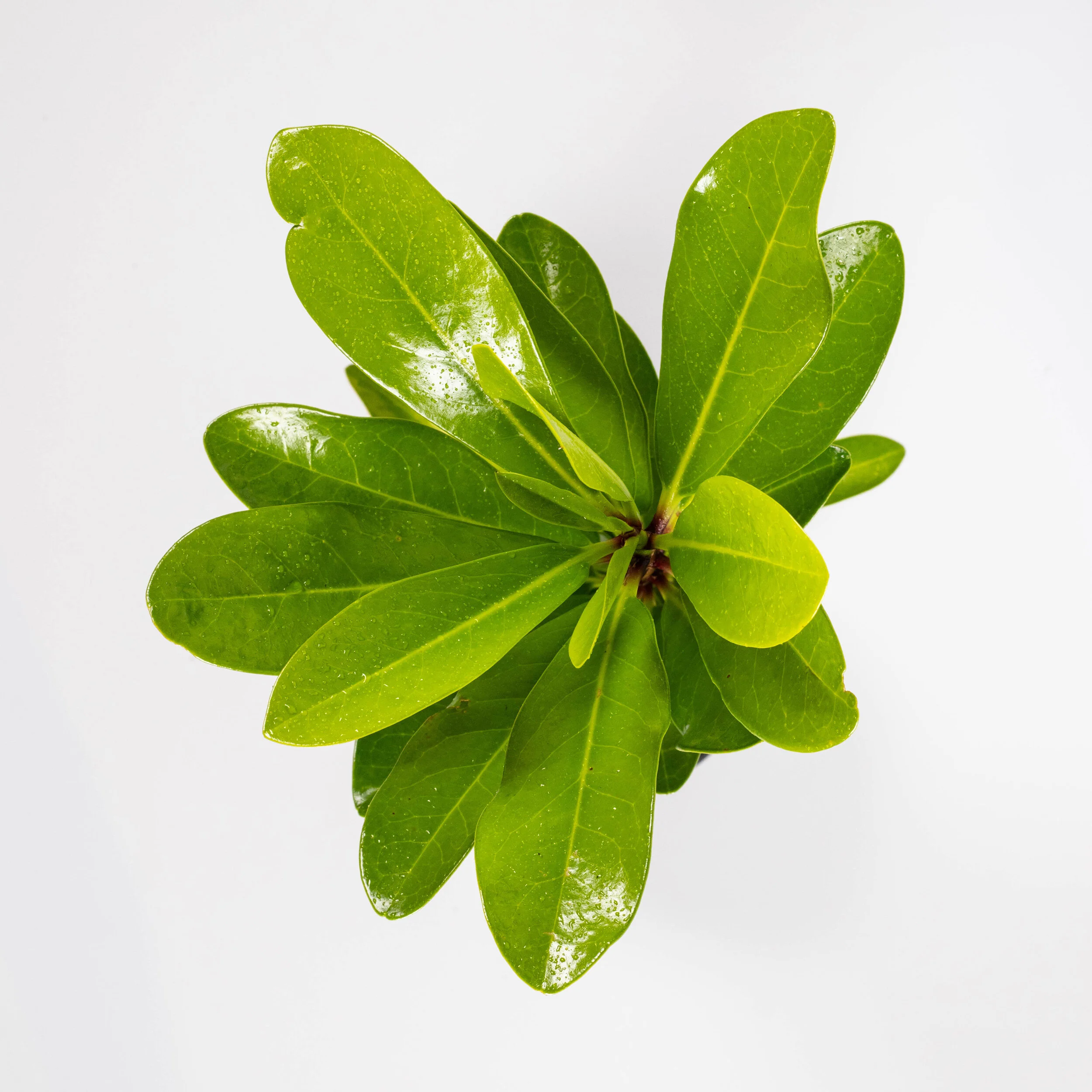 Corynocarpus laevigatus — Kauri Park