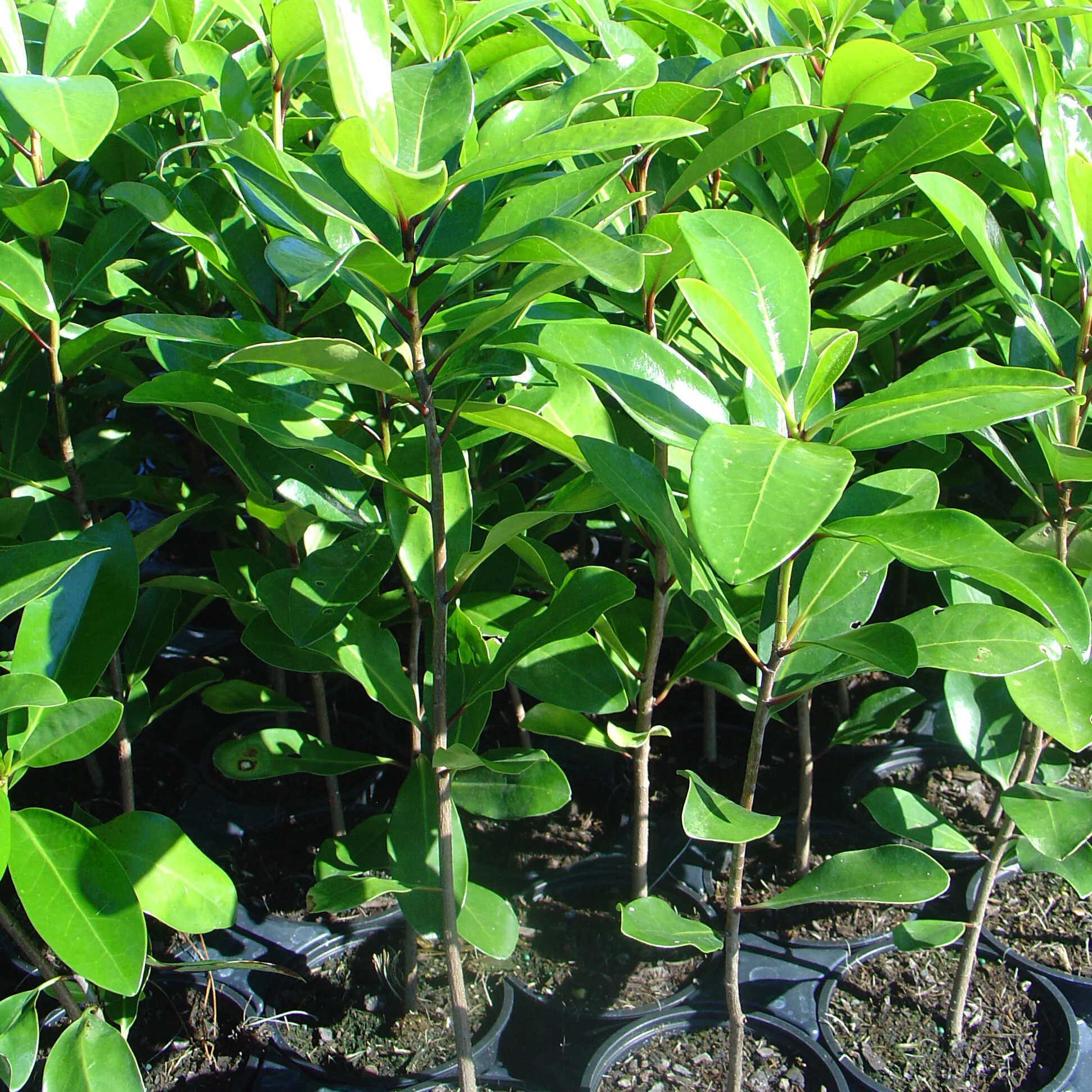 Corynocarpus laevigatus — Kauri Park