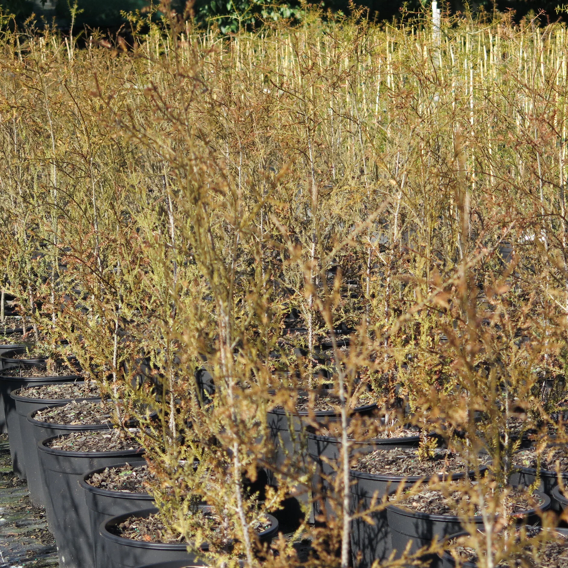 Dacrycarpus dacrydioides — Kauri Park