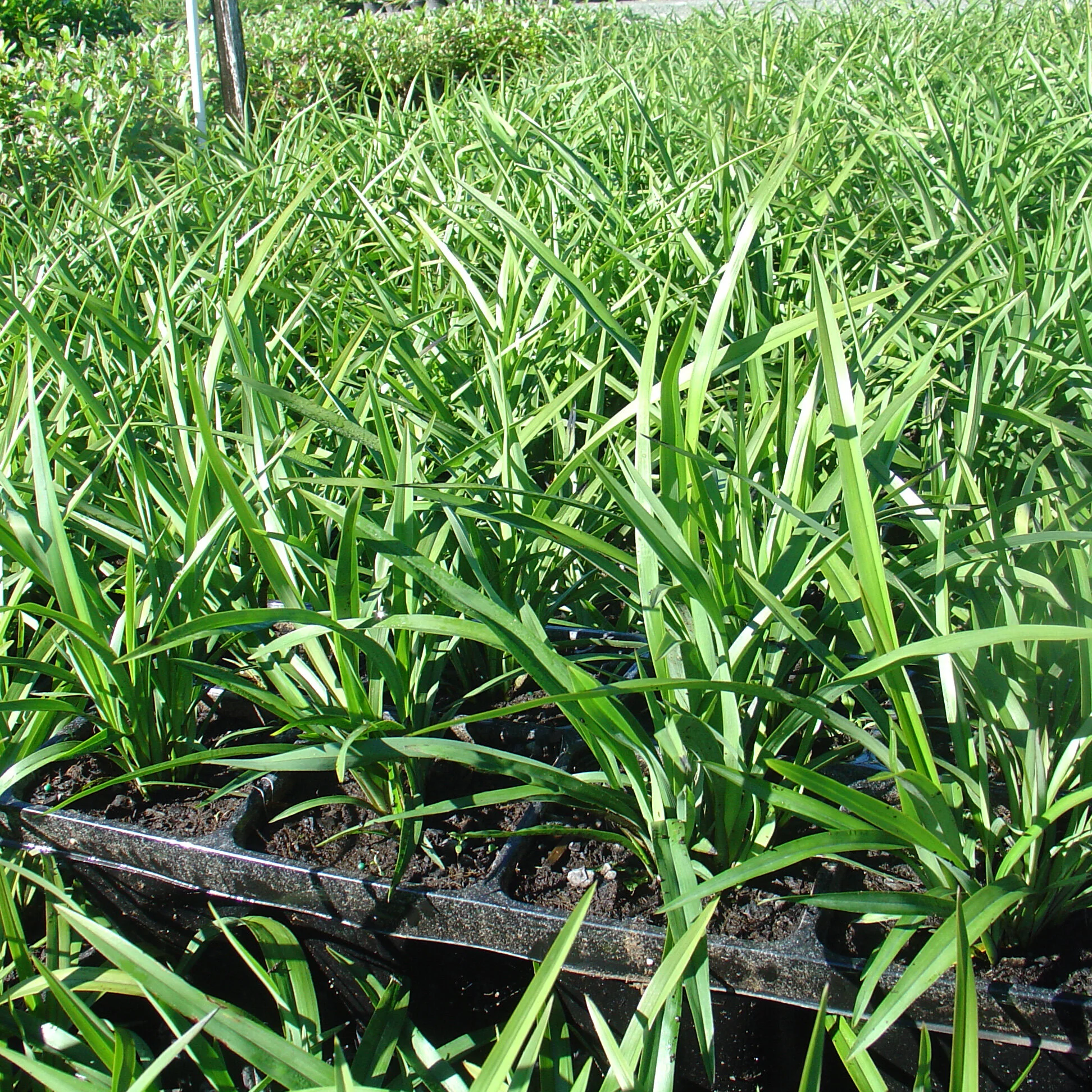 Dianella nigra — Kauri Park