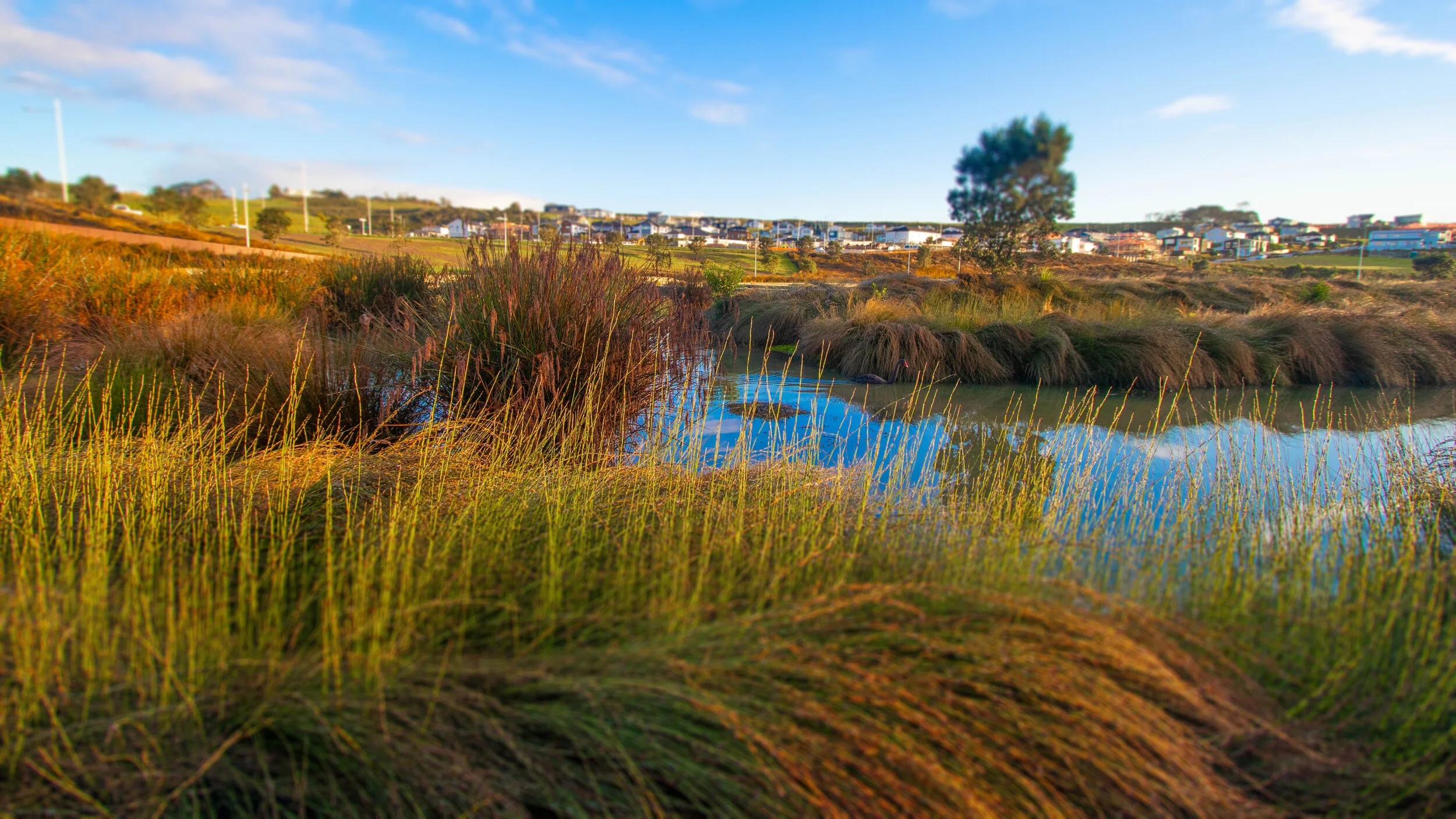 Kauri Park — Wetland ecosystems