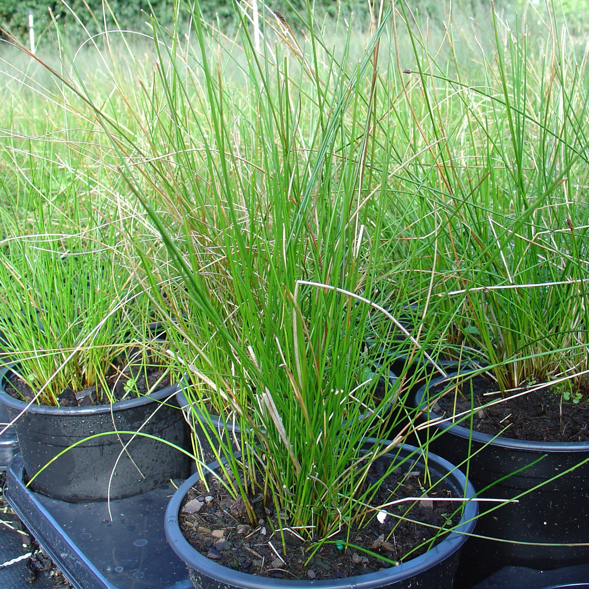 Eleocharis acuta — Kauri Park