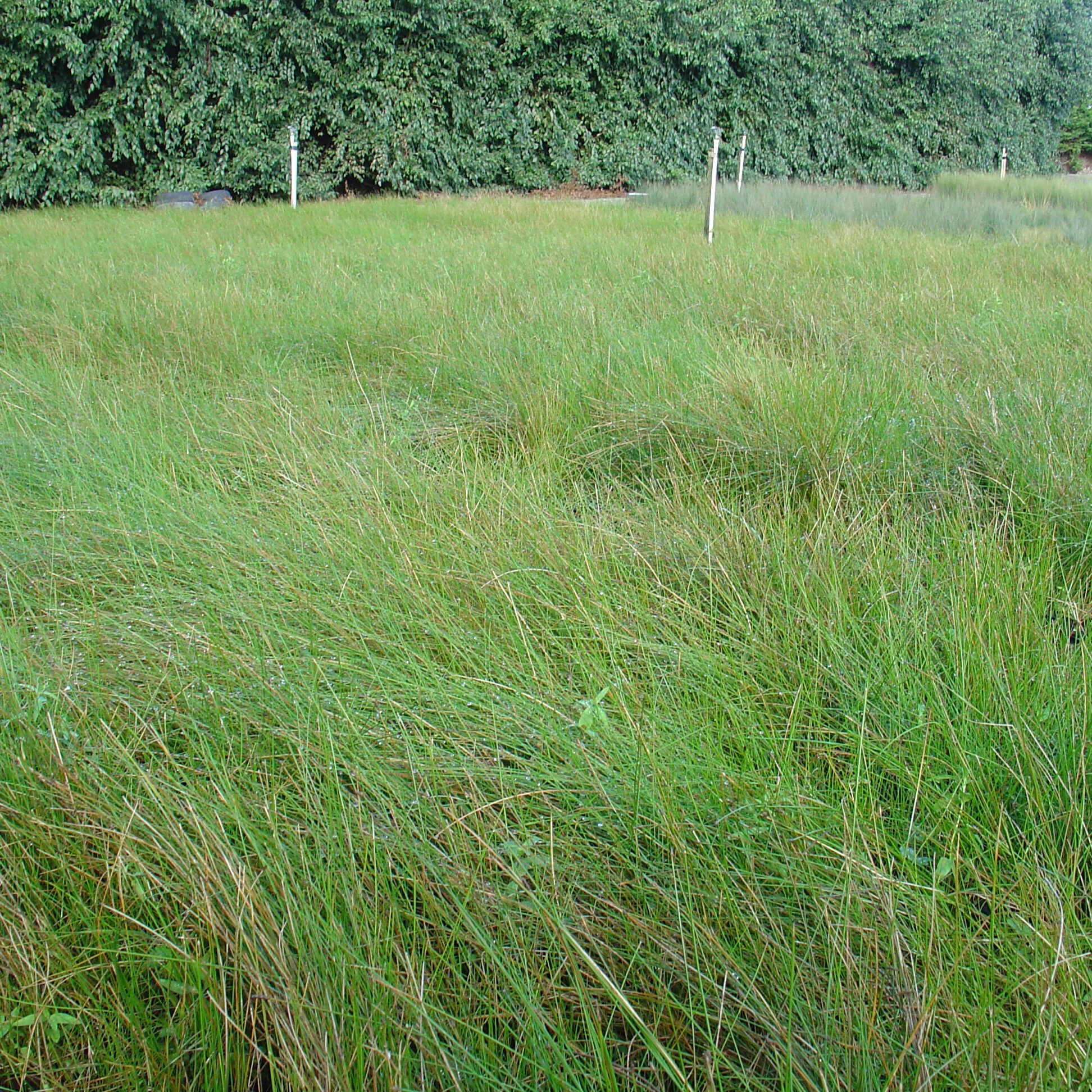 Eleocharis acuta — Kauri Park