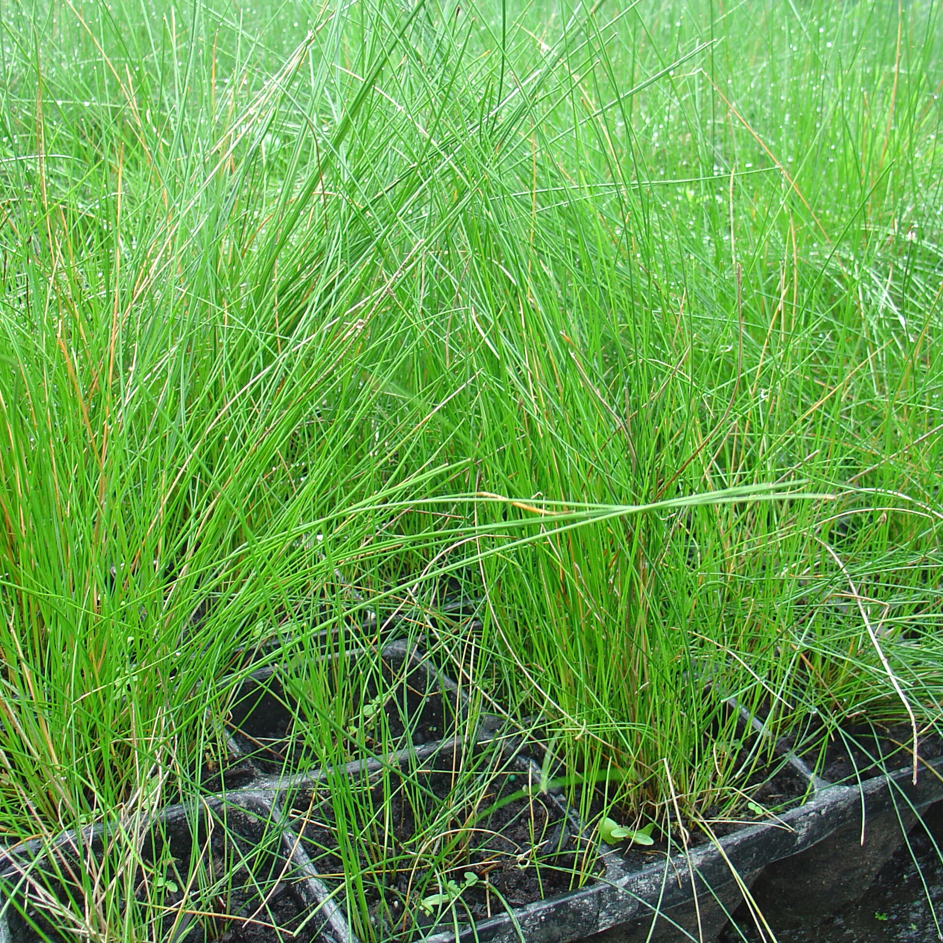 Eleocharis acuta — Kauri Park