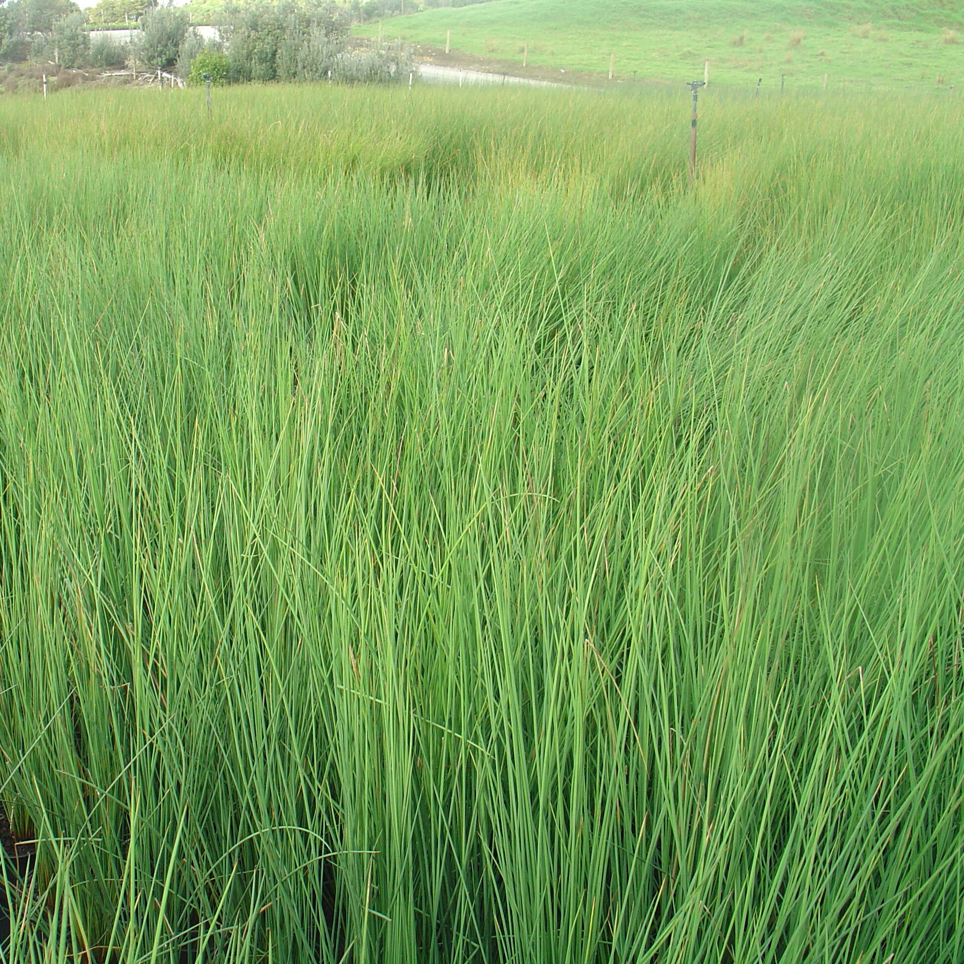 Juncus edgariae — Kauri Park