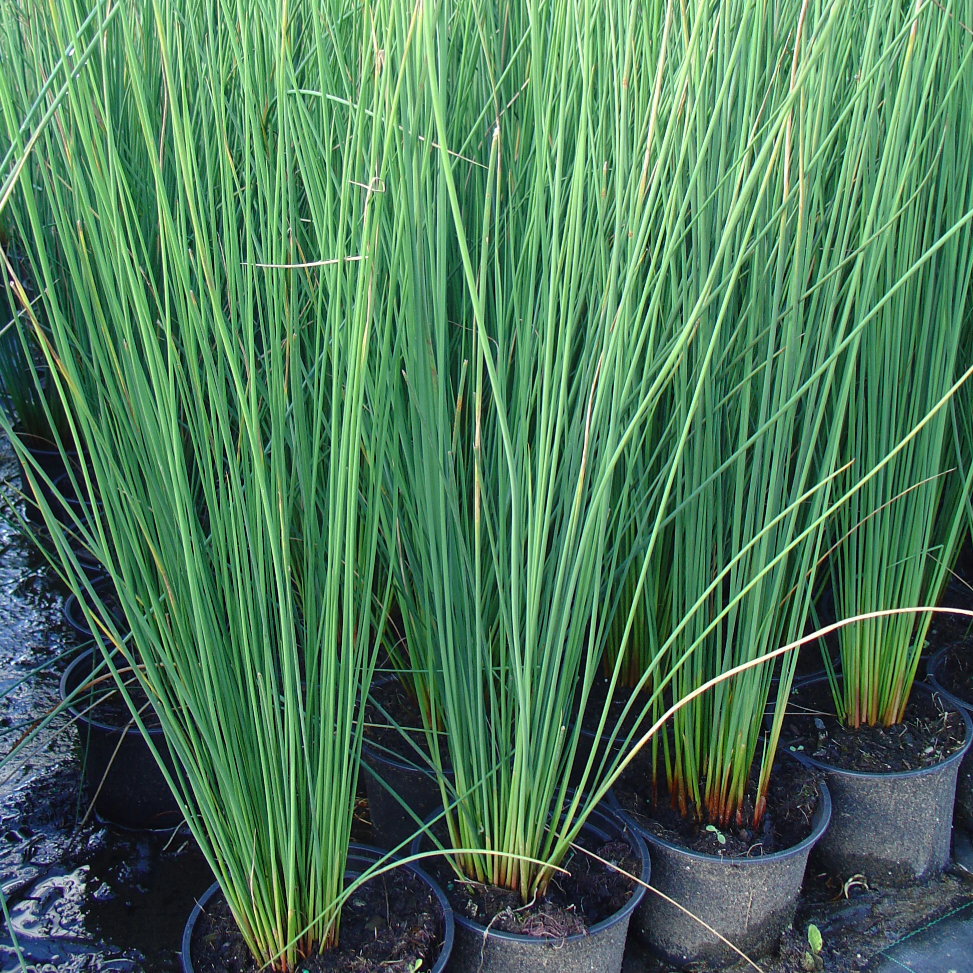 Juncus edgariae — Kauri Park