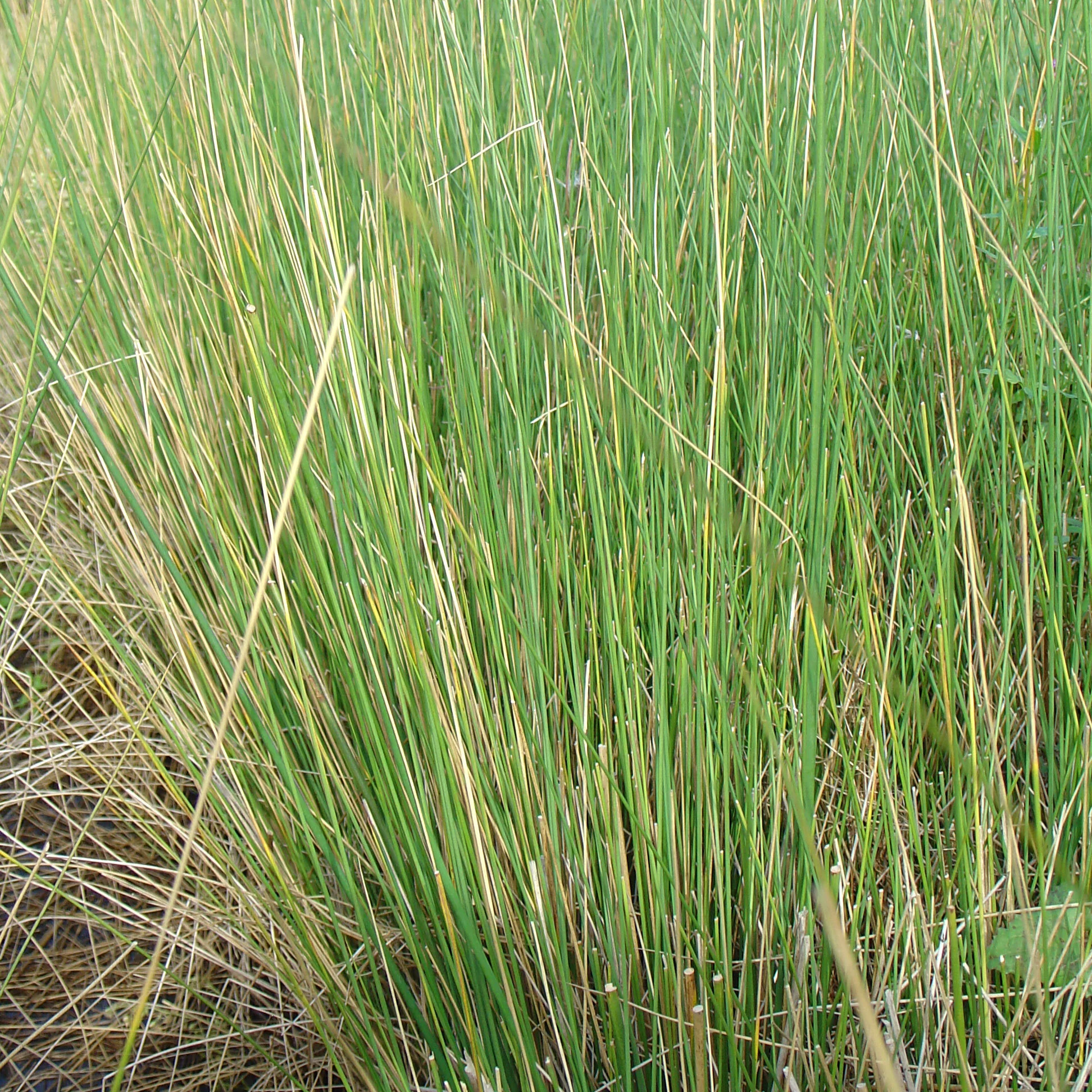 Juncus edgariae — Kauri Park