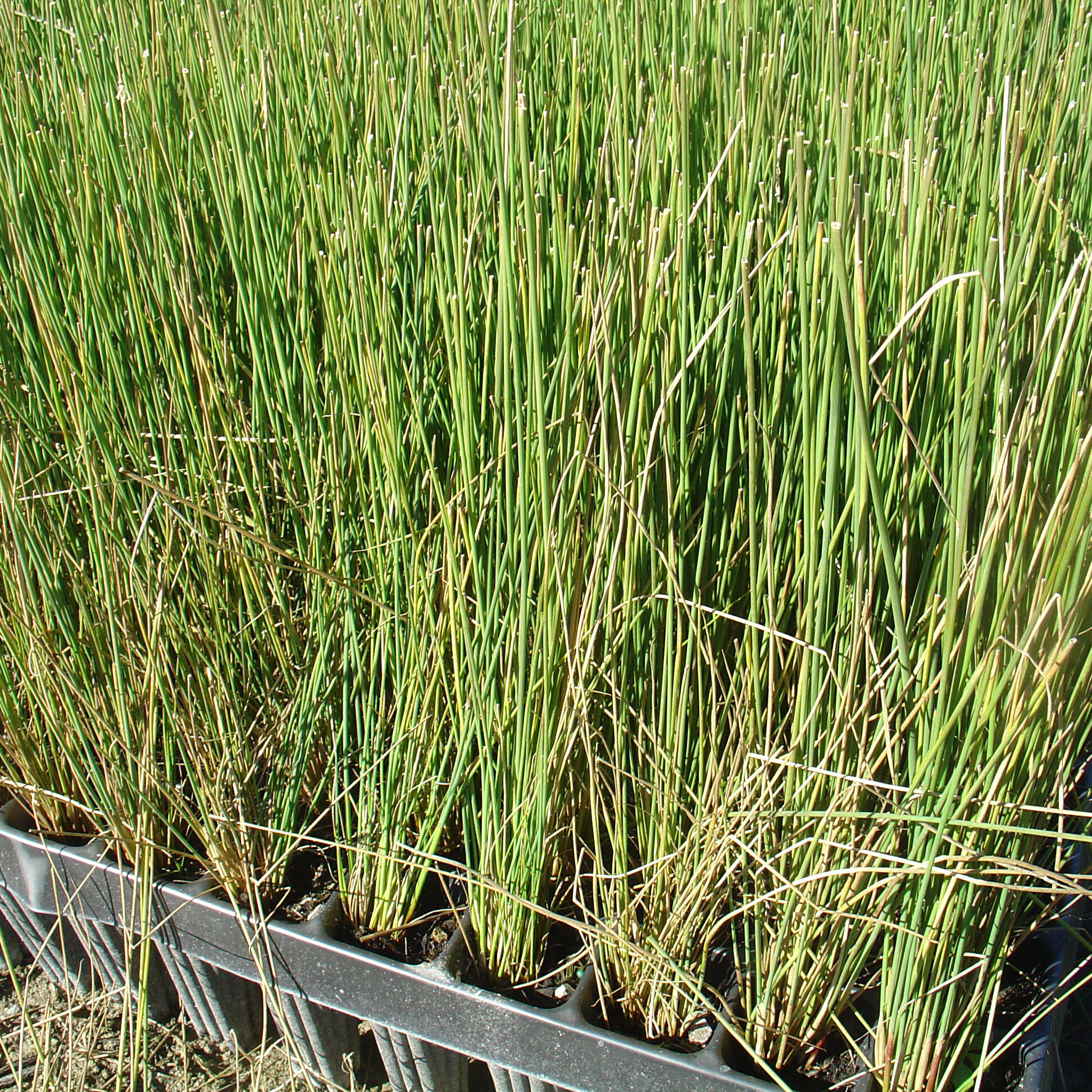 Juncus edgariae — Kauri Park
