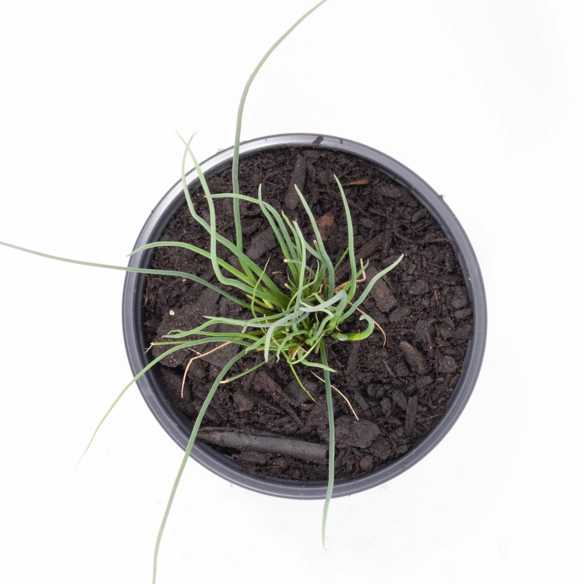 Juncus edgariae — Kauri Park