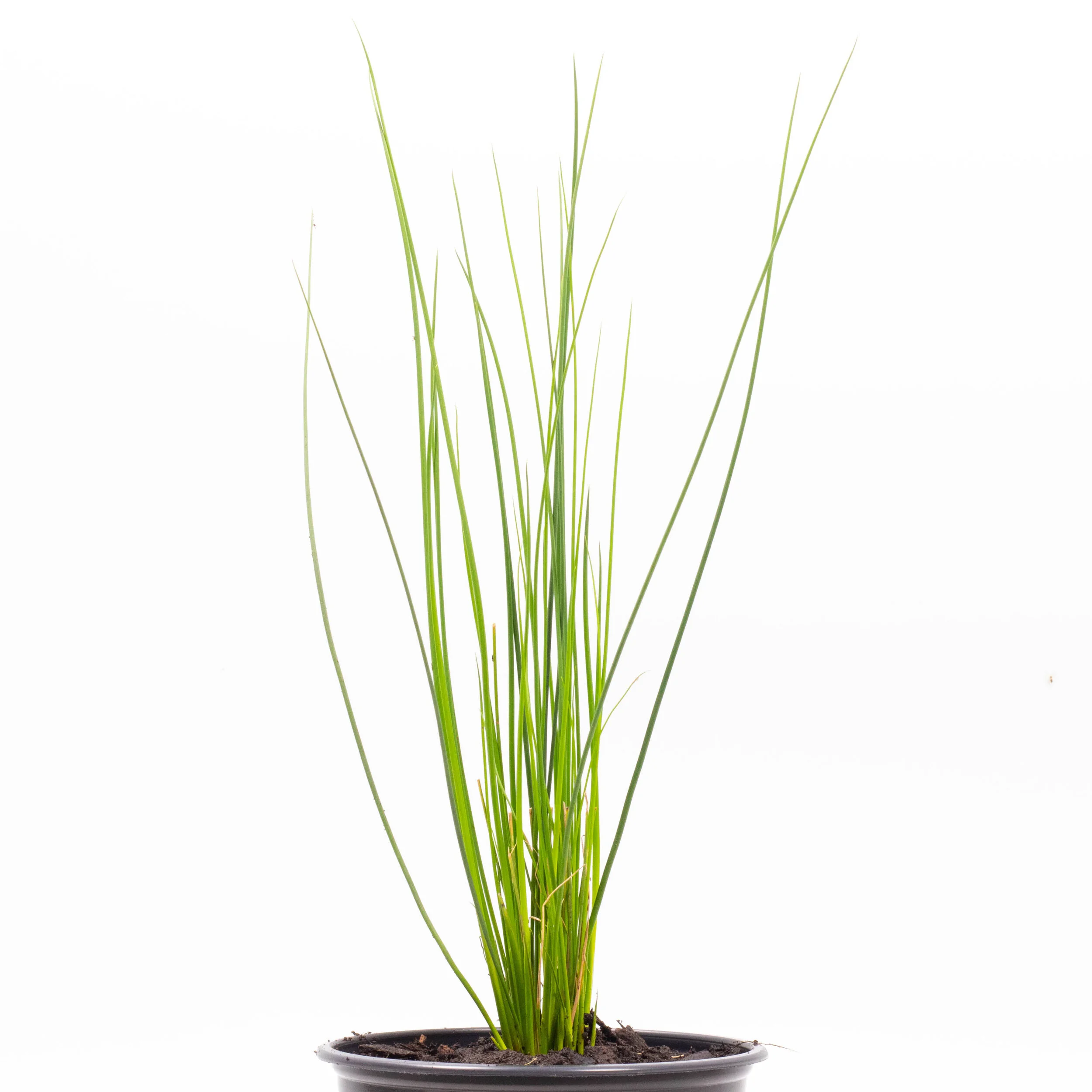Carex dissita — Kauri Park