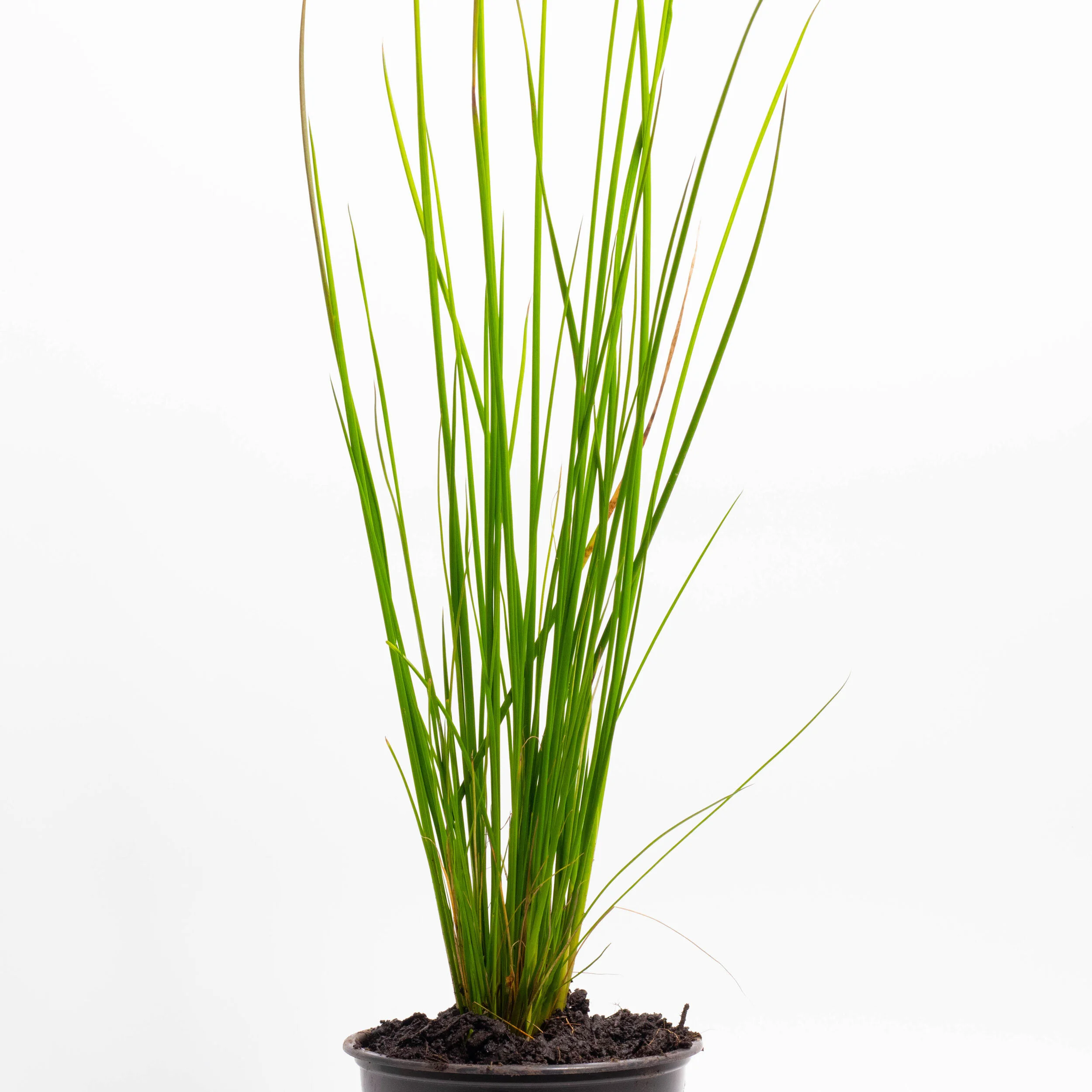 Juncus pallidus — Kauri Park