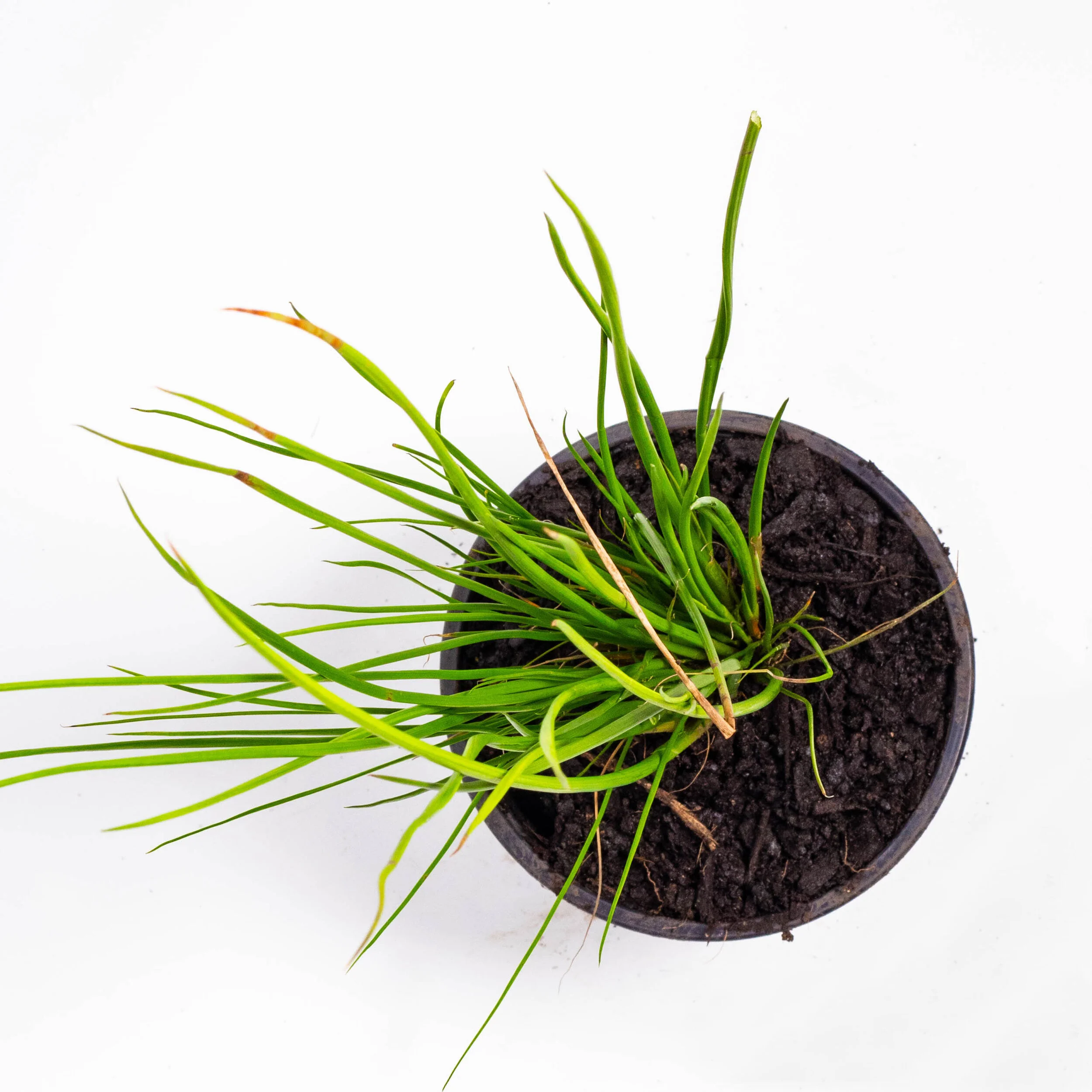 Juncus pallidus — Kauri Park