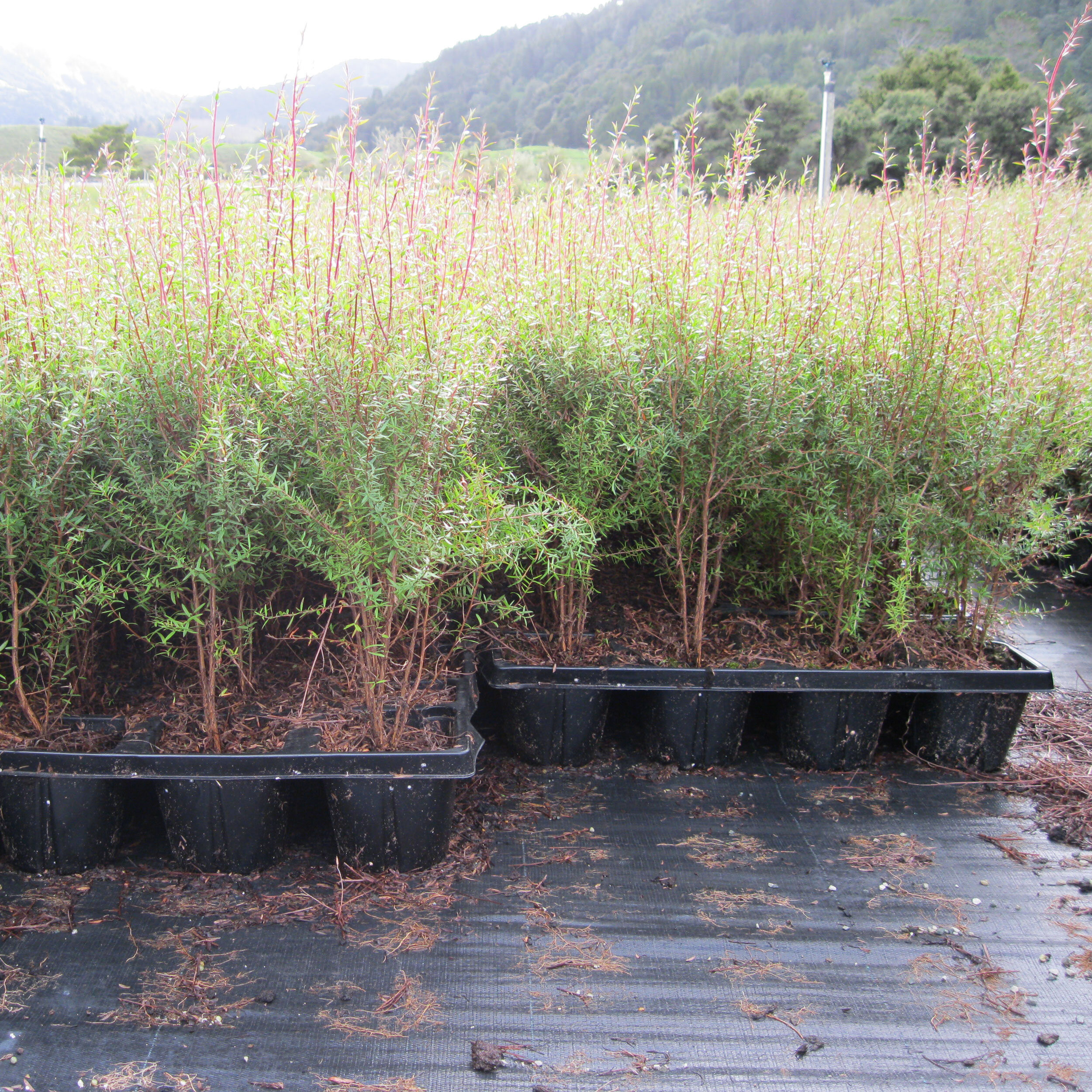 Leptospermum scoparium — Kauri Park
