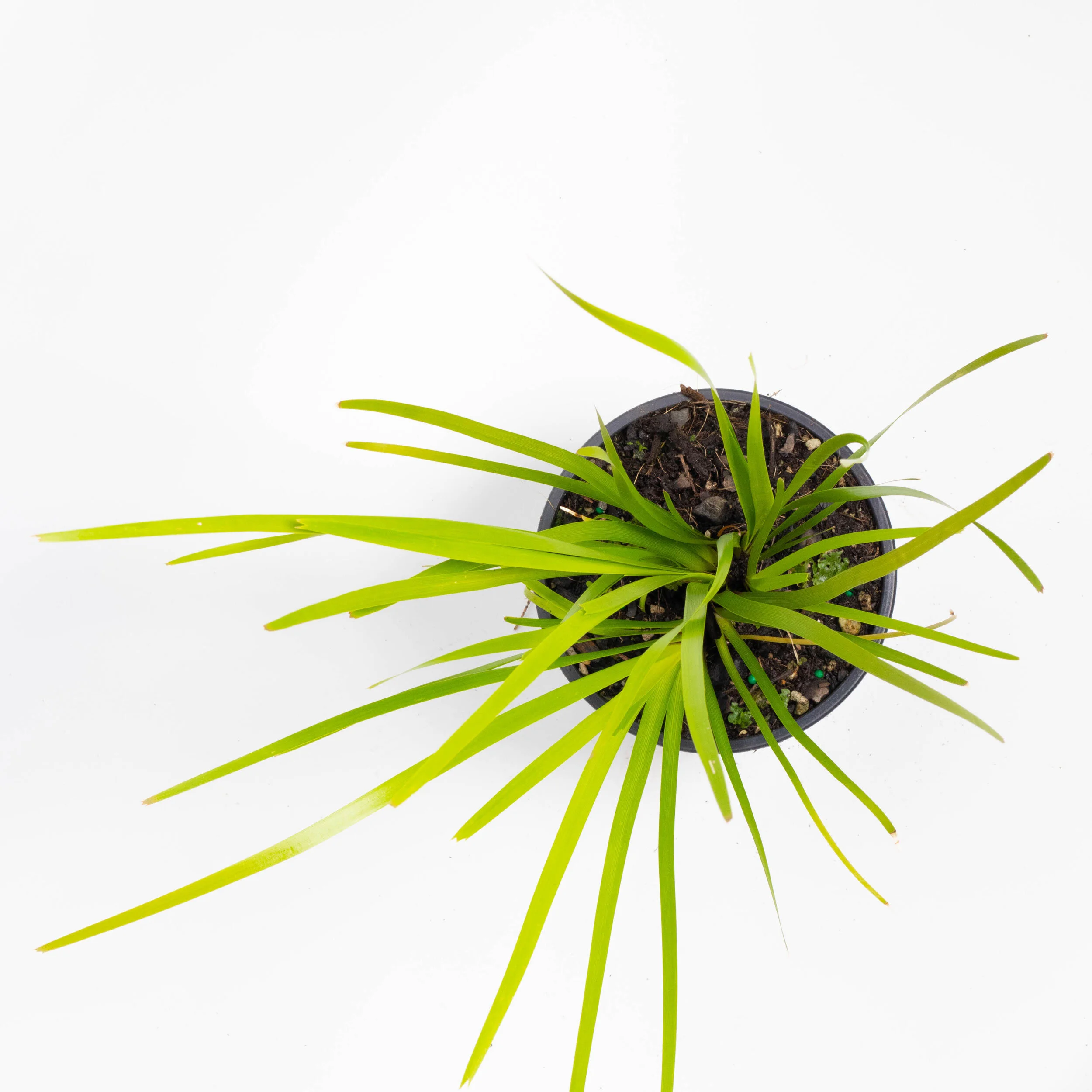 Lomandra Katrinus Deluxe — Kauri Park