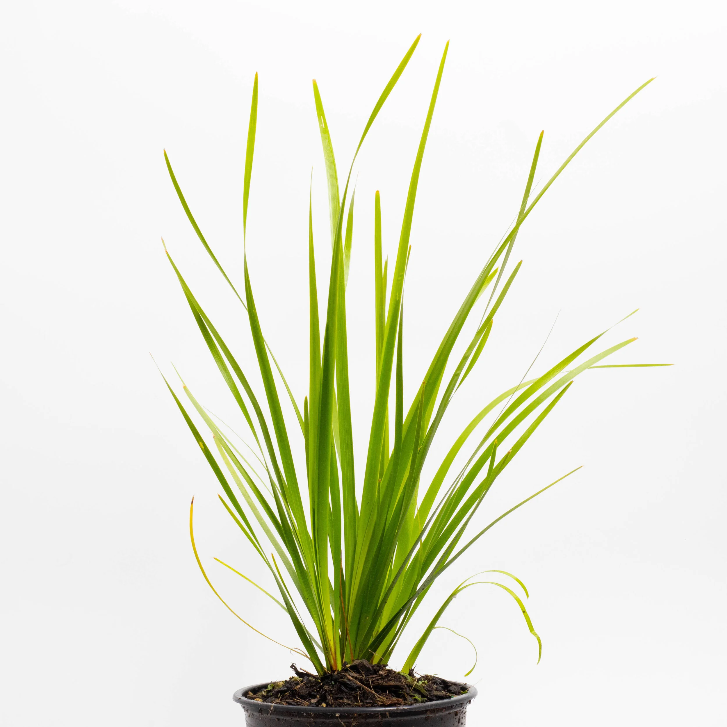 Lomandra Katrinus Deluxe — Kauri Park