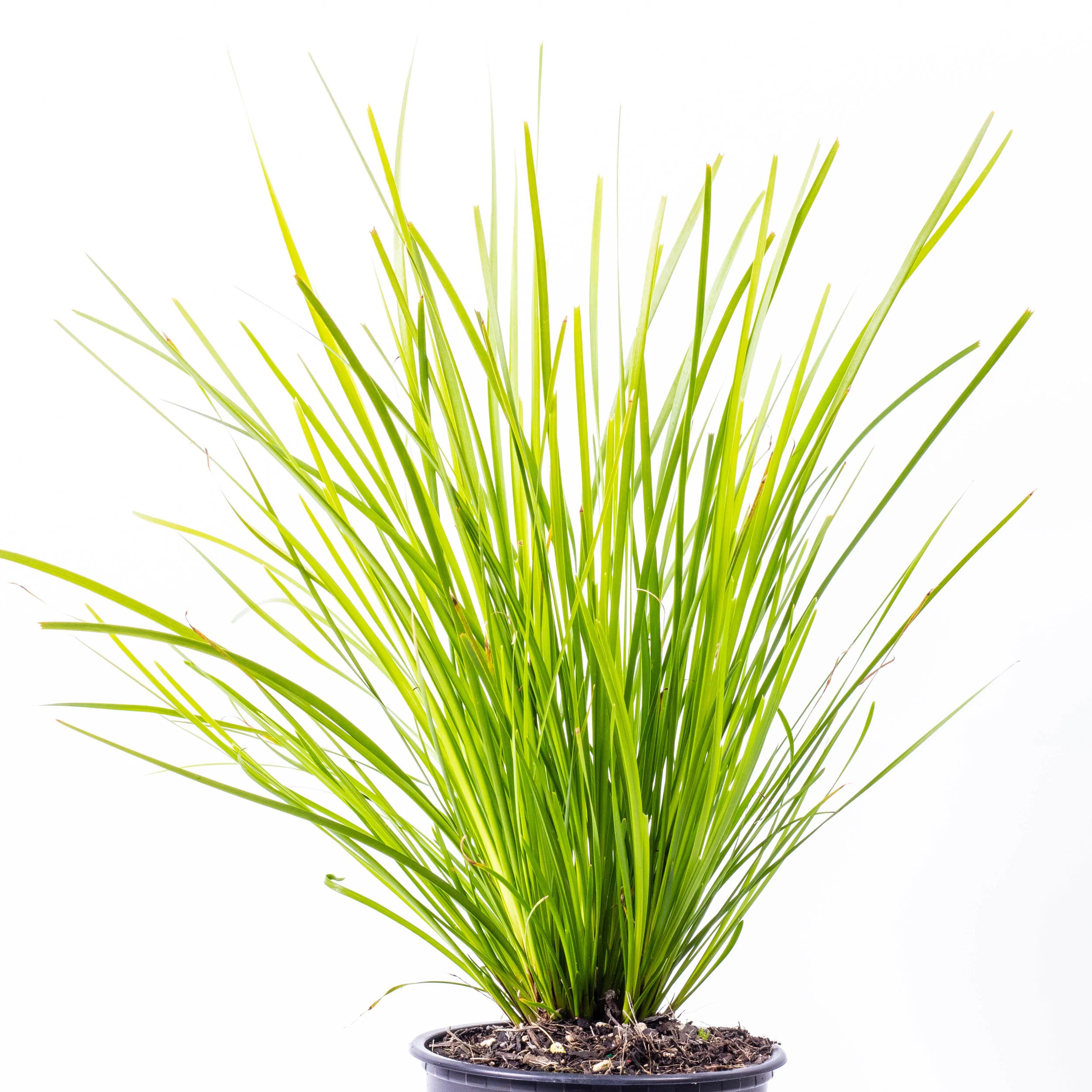 Lomandra Tanika — Kauri Park